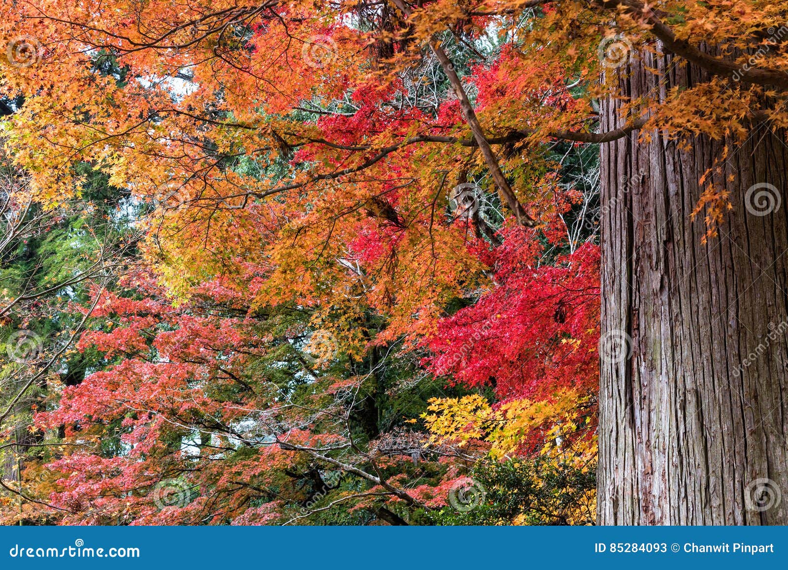 Colorful of Maple Leaves and Giant Tree in Autumn Stock Image - Image ...
