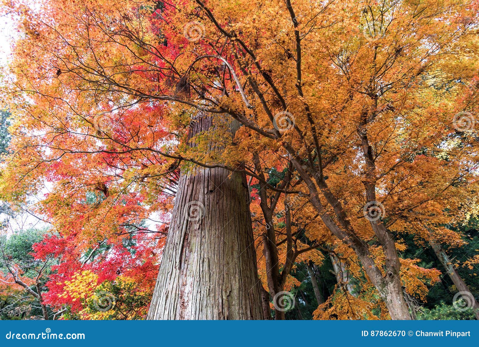 Colorful of Maple Leaves and Giant Tree in Autumn Stock Photo - Image ...