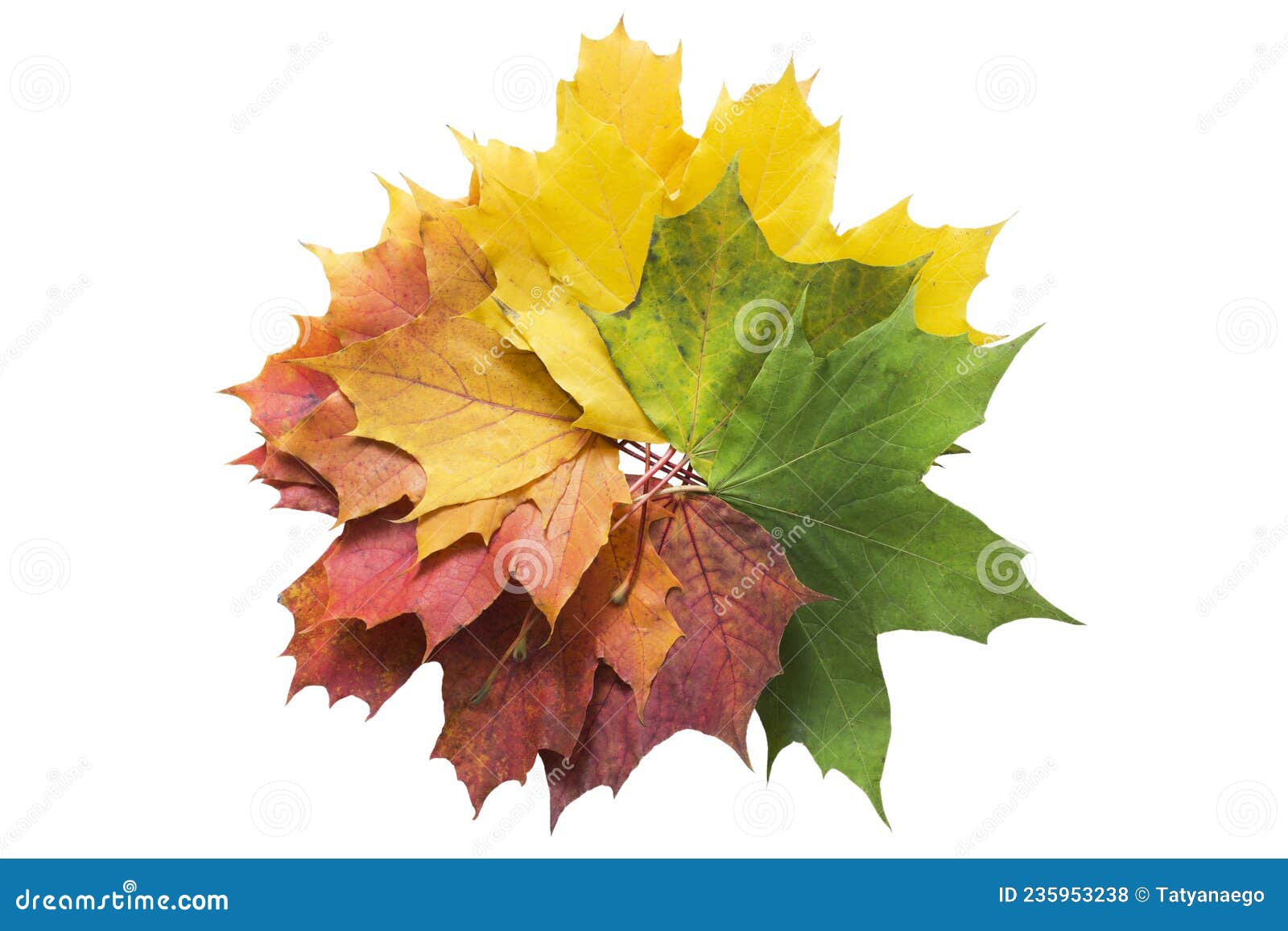 Colorful Maple Leaves Isolated Stock Photo - Image of isolated, colors ...