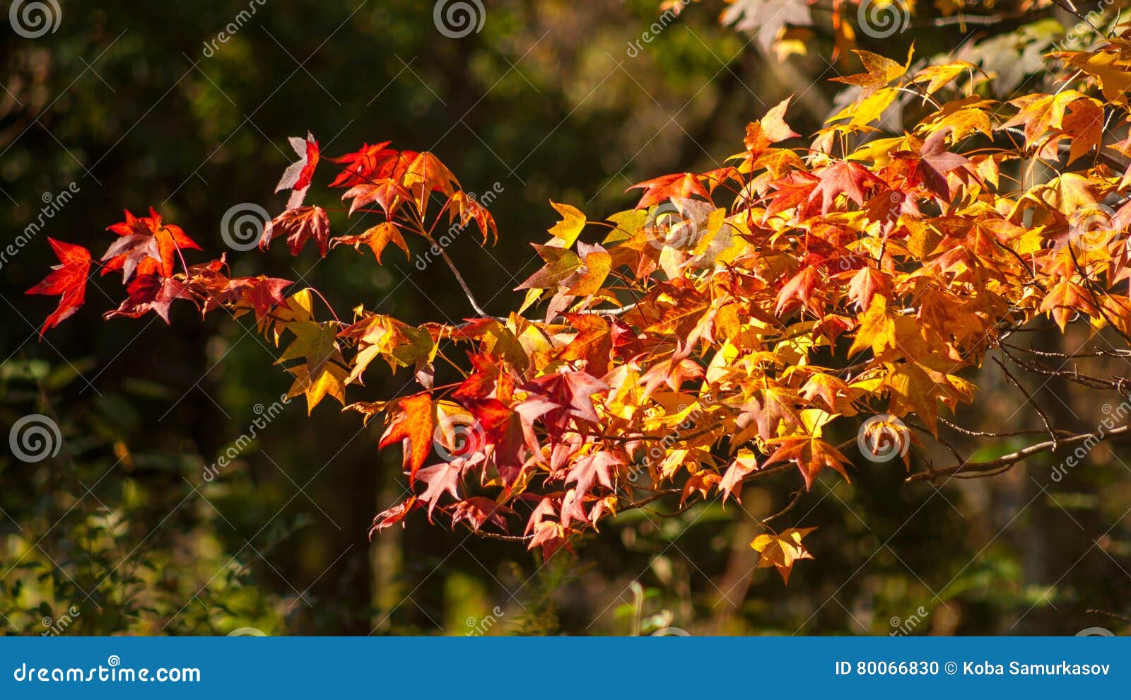Colorful Maple Leaves, Natural Autumn Background, Color Processed Image ...
