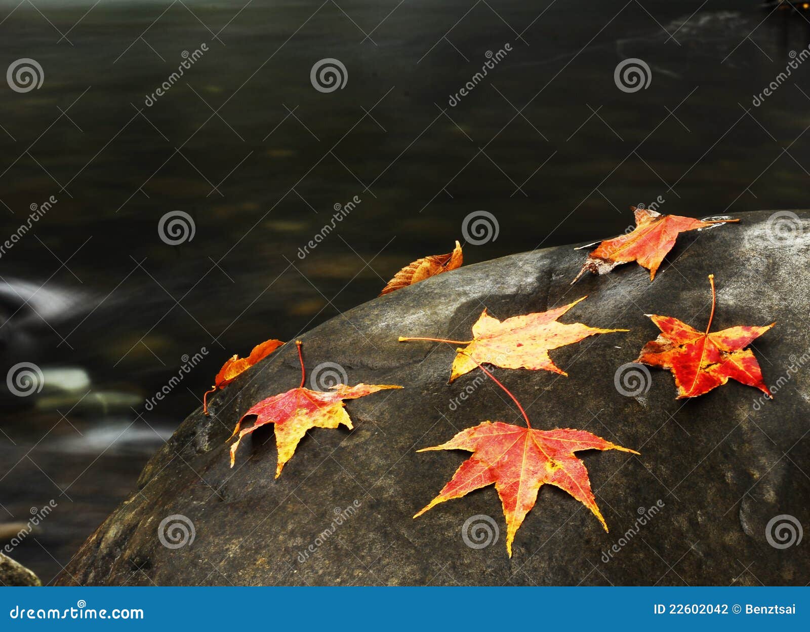 Colorful Maple Leaves on the Rock Stock Photo - Image of country ...