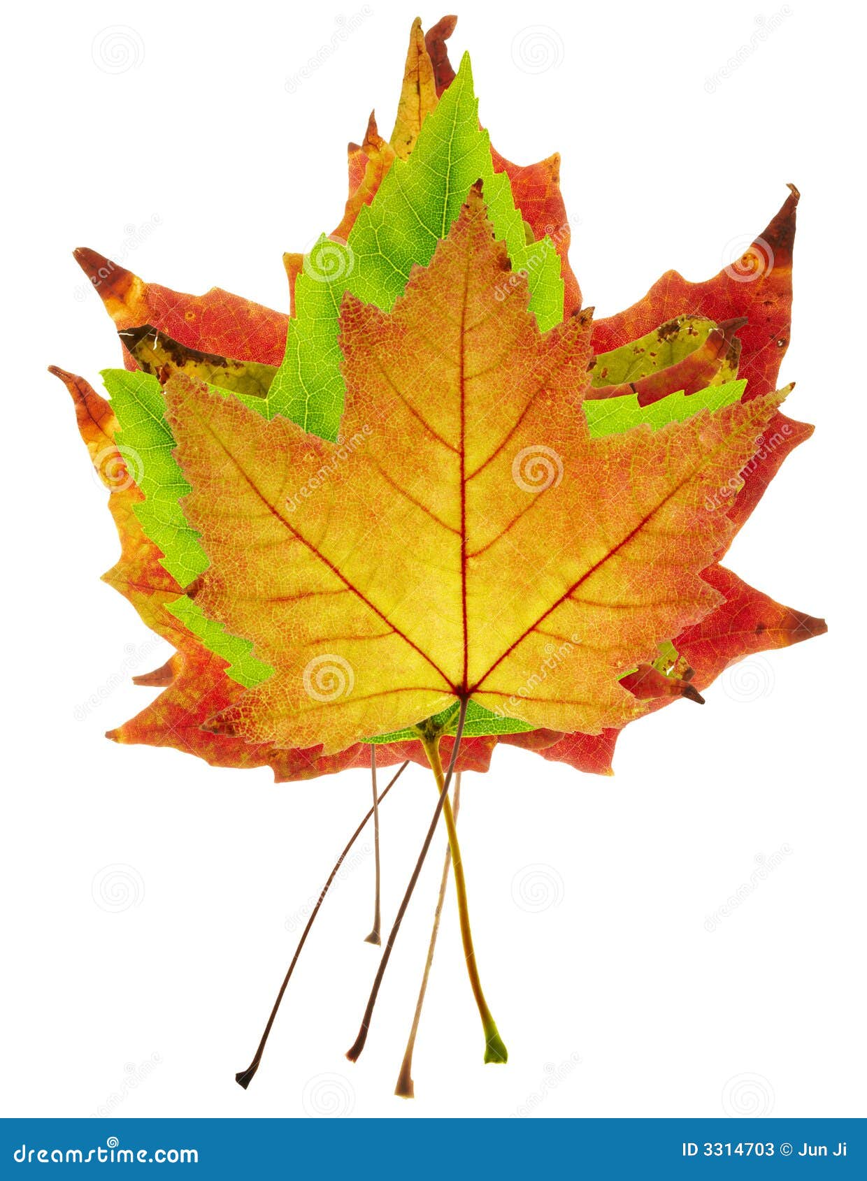 Colorful Maple Leaves Stack Stock Image - Image of background, colorful ...