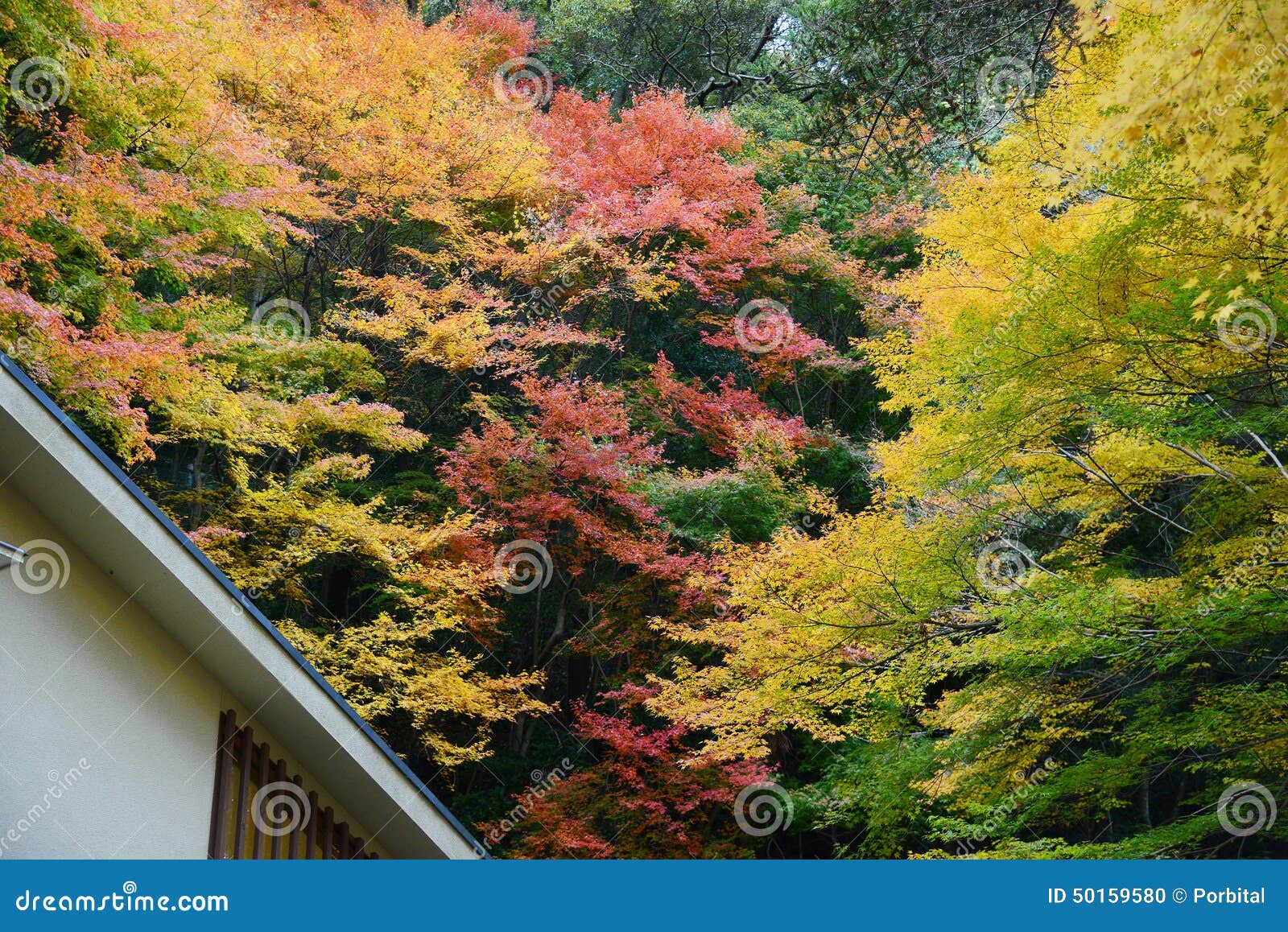 Colorful maple with roof stock photo. Image of season - 50159580