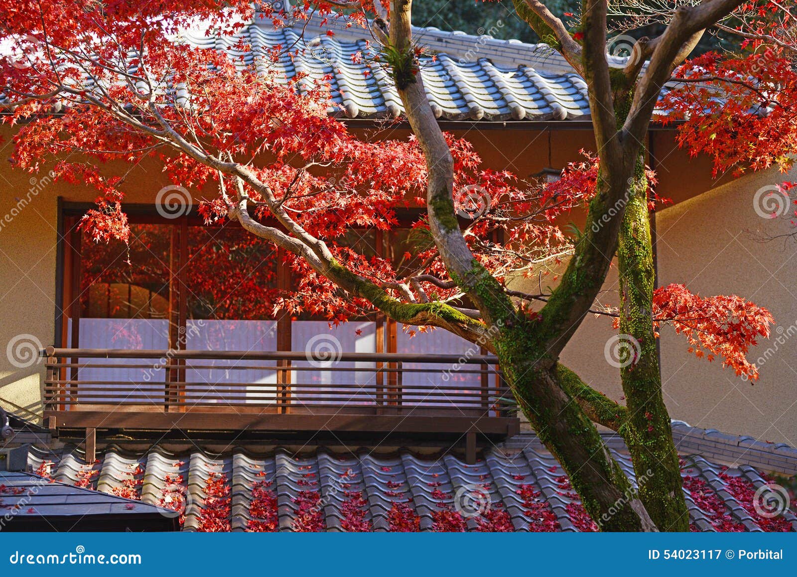Colorful maple with roof stock image. Image of colorful - 54023117