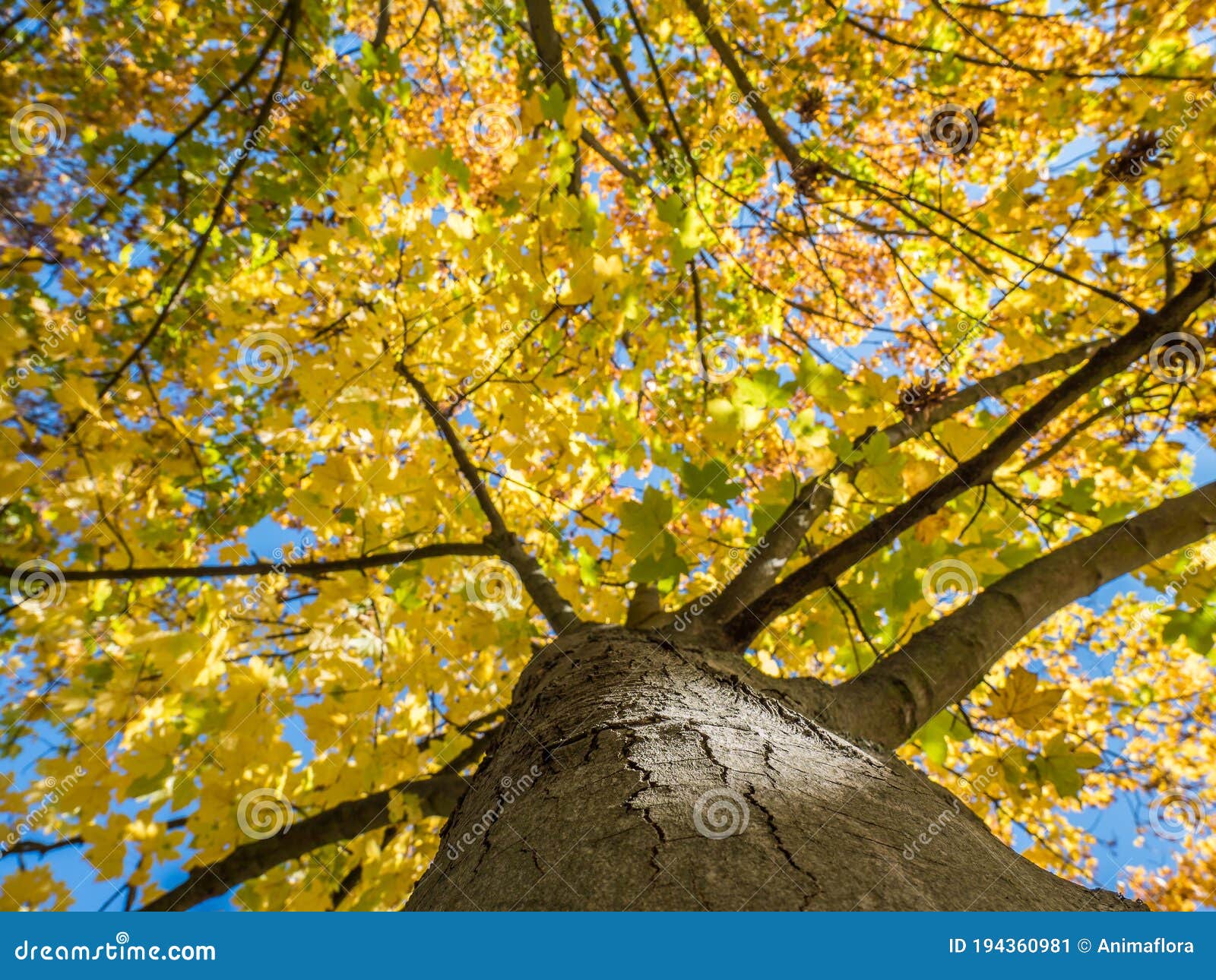 Colorful Maple Tree in Autumn Stock Image - Image of nature, natural ...