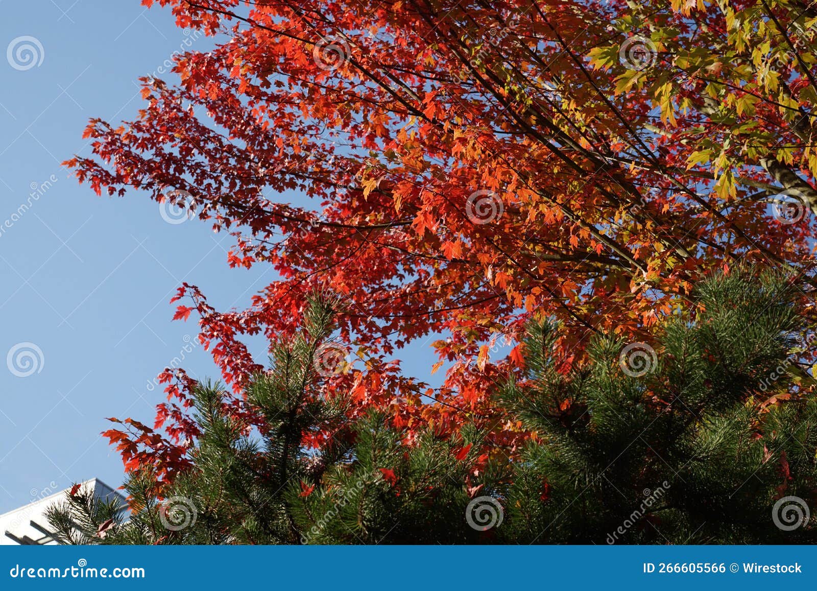 Colorful Maple Tree and Evergreen Pine Tree Branches in the Park Stock ...