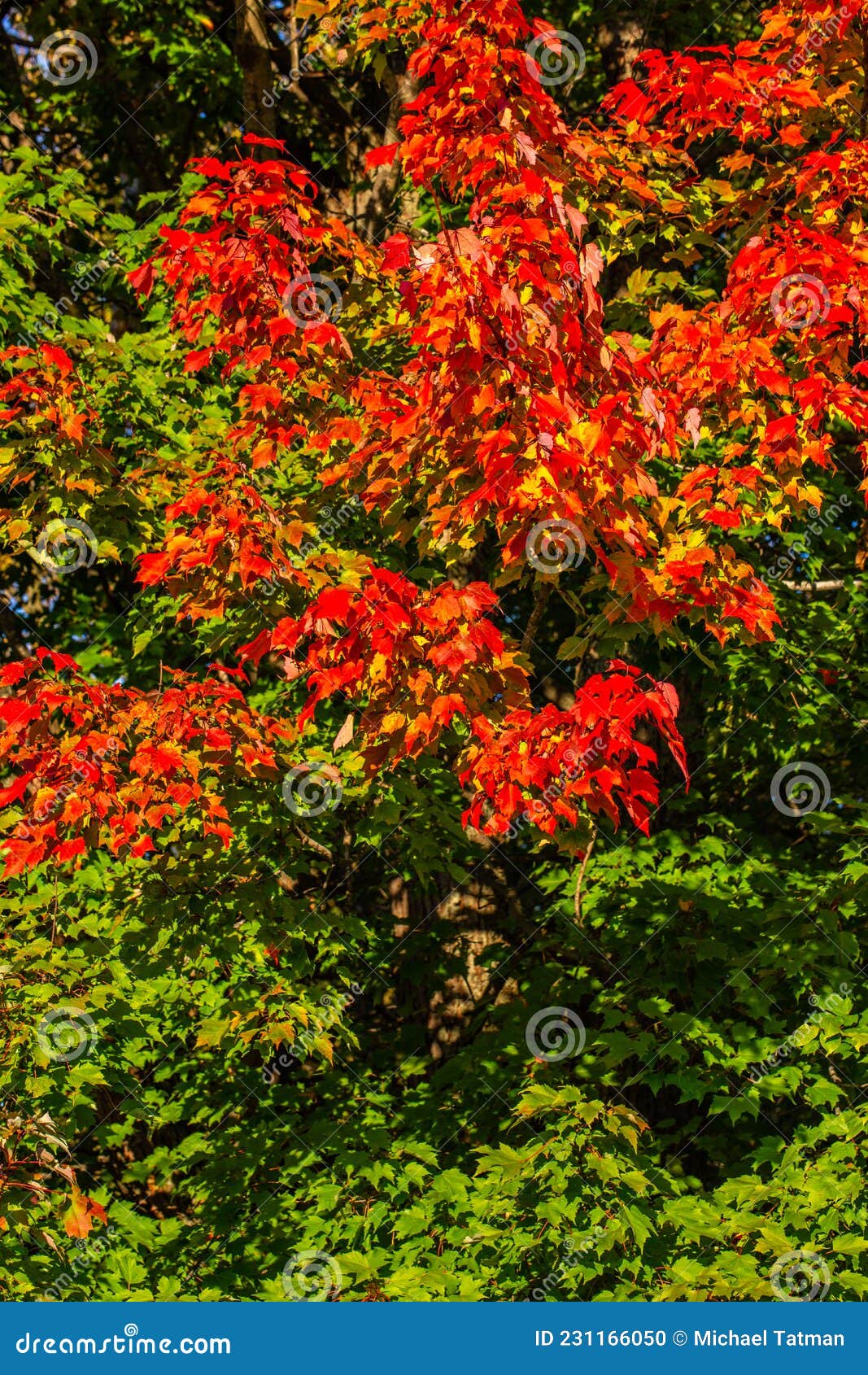 Colorful Maple Tree Leaves To Mark the Start of a Wisconsin Fall Stock ...