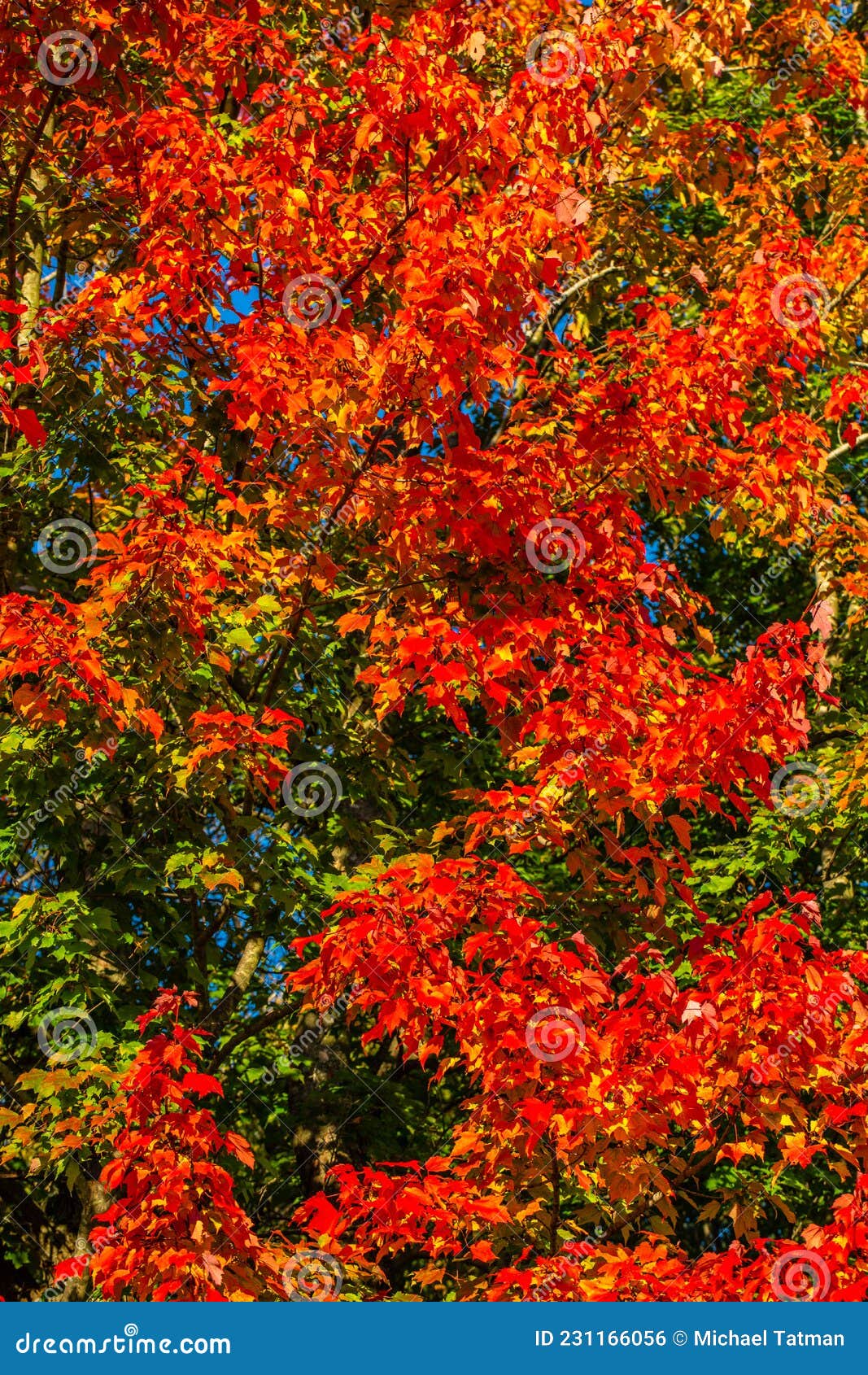 Colorful Maple Tree Leaves To Mark the Start of a Wisconsin Fall Stock ...
