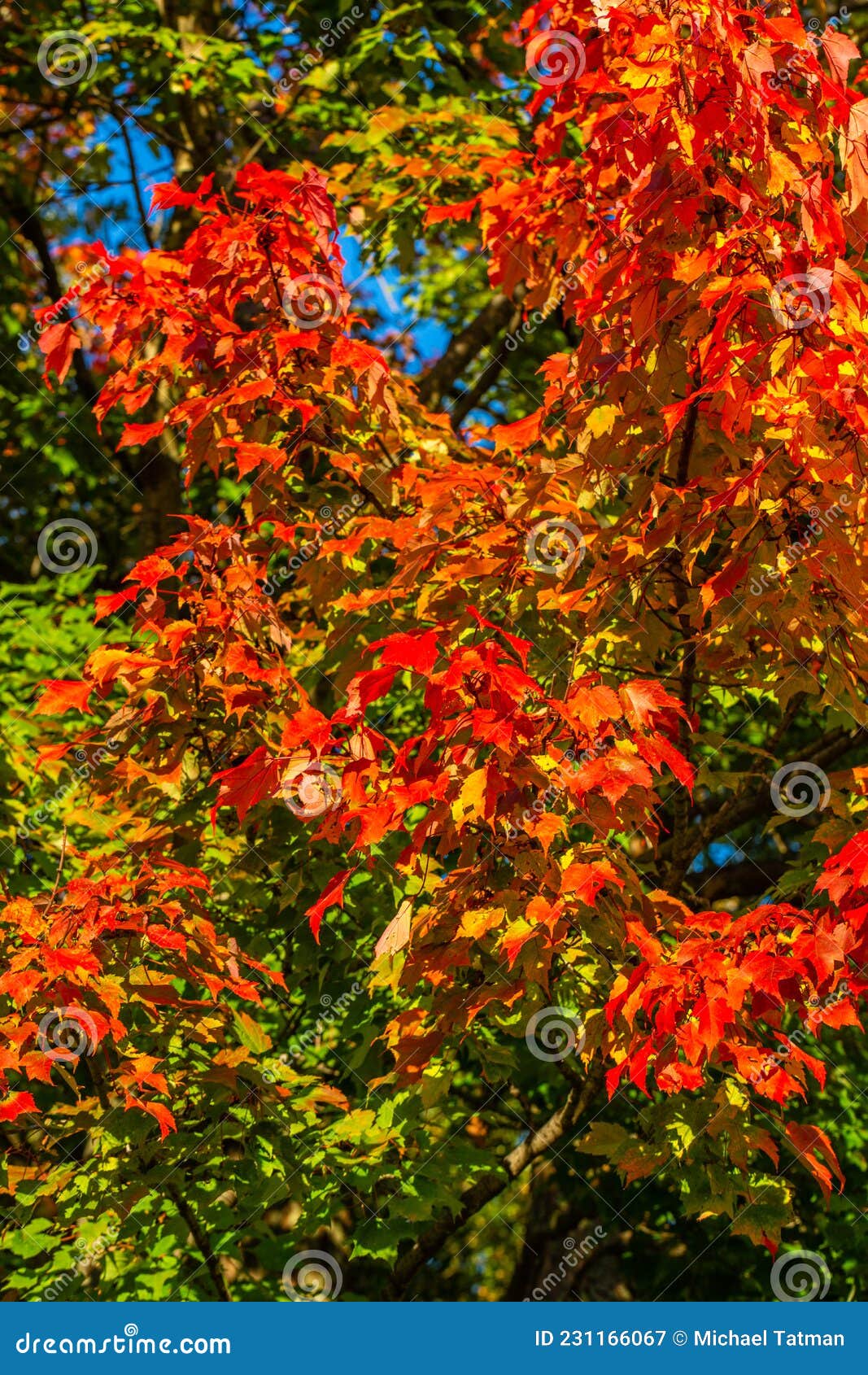 Colorful Maple Tree Leaves To Mark the Start of a Wisconsin Fall Stock ...