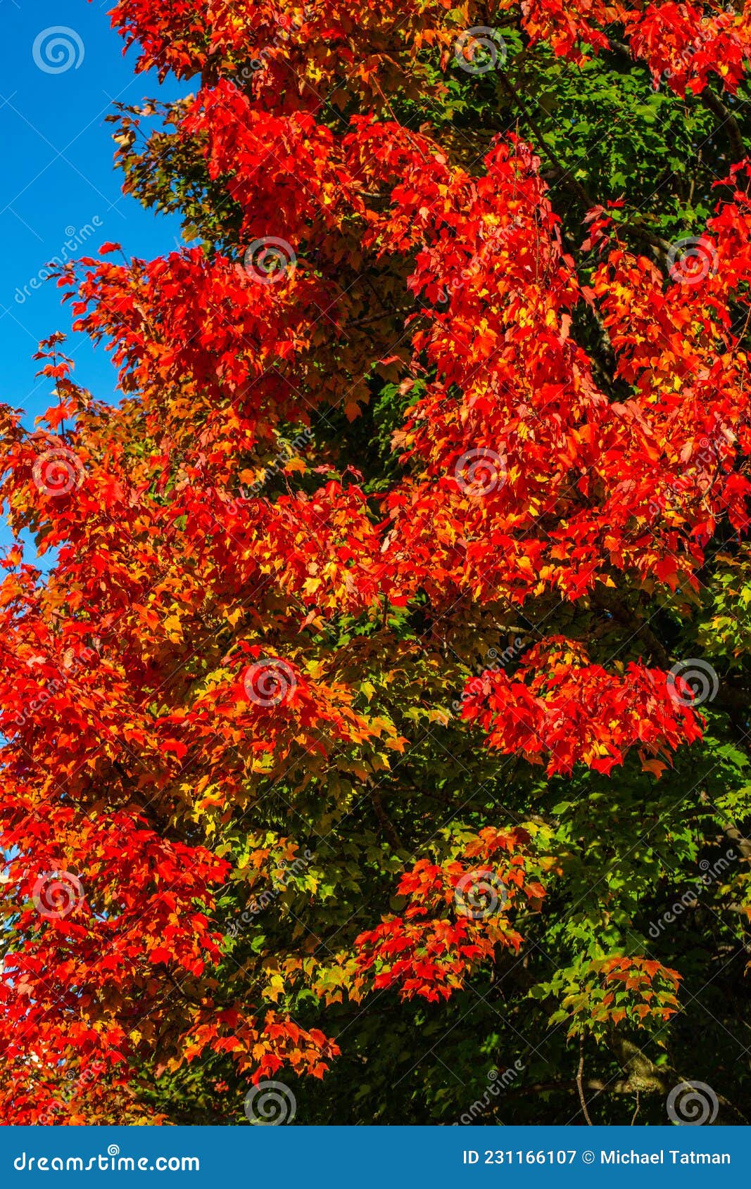 Colorful Maple Tree Leaves To Mark the Start of a Wisconsin Fall Stock ...