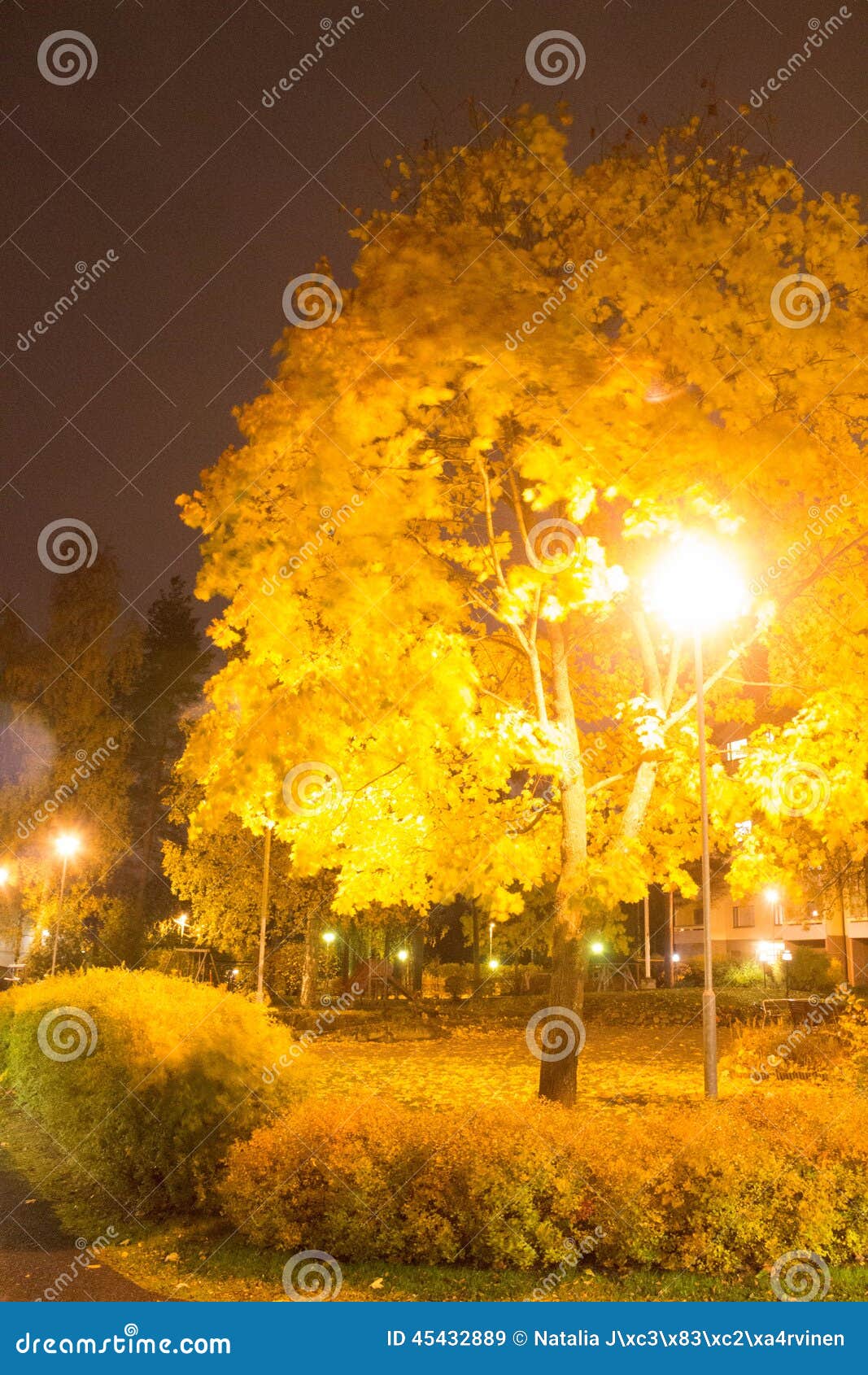 Colorful Maple Tree at Night Stock Image - Image of maple, plant: 45432889