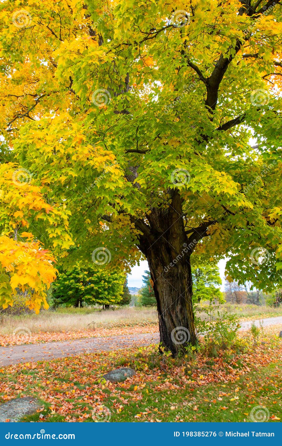 Colorful Maple Tree Turning Colors in Autumn Next To a Path Stock Photo ...