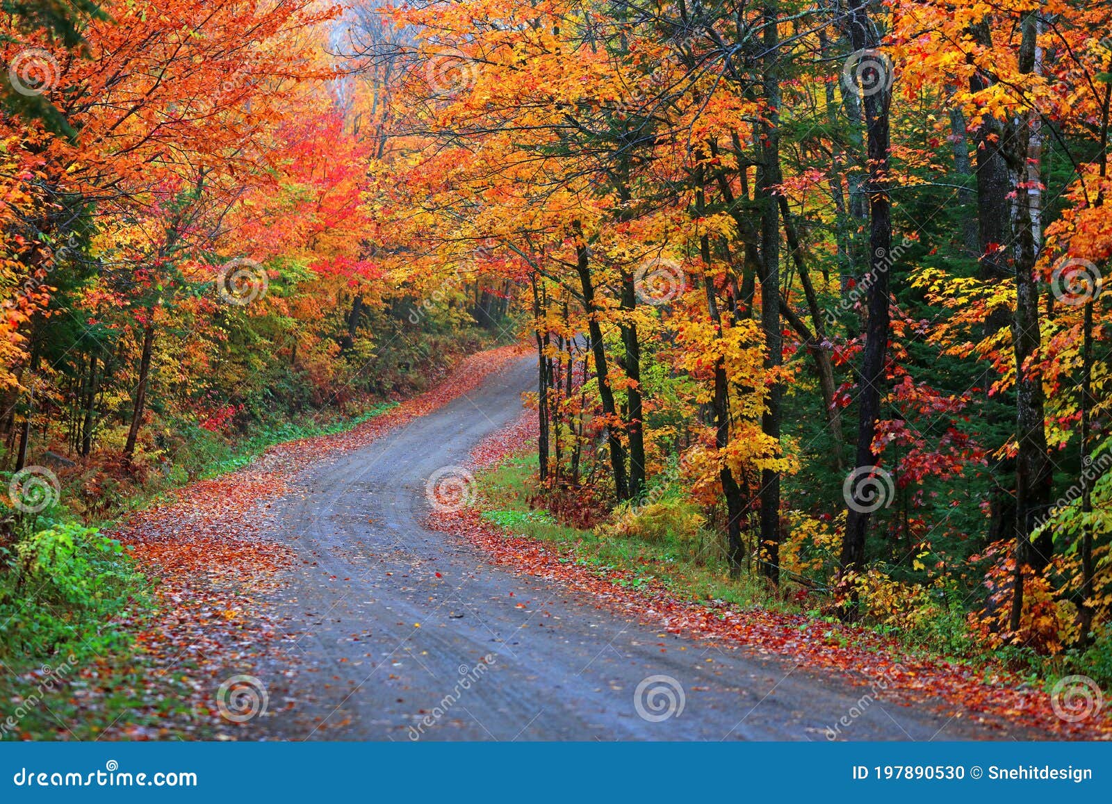 Colorful Maple Trees Along Scenic Forest Trail Stock Photo - Image of ...