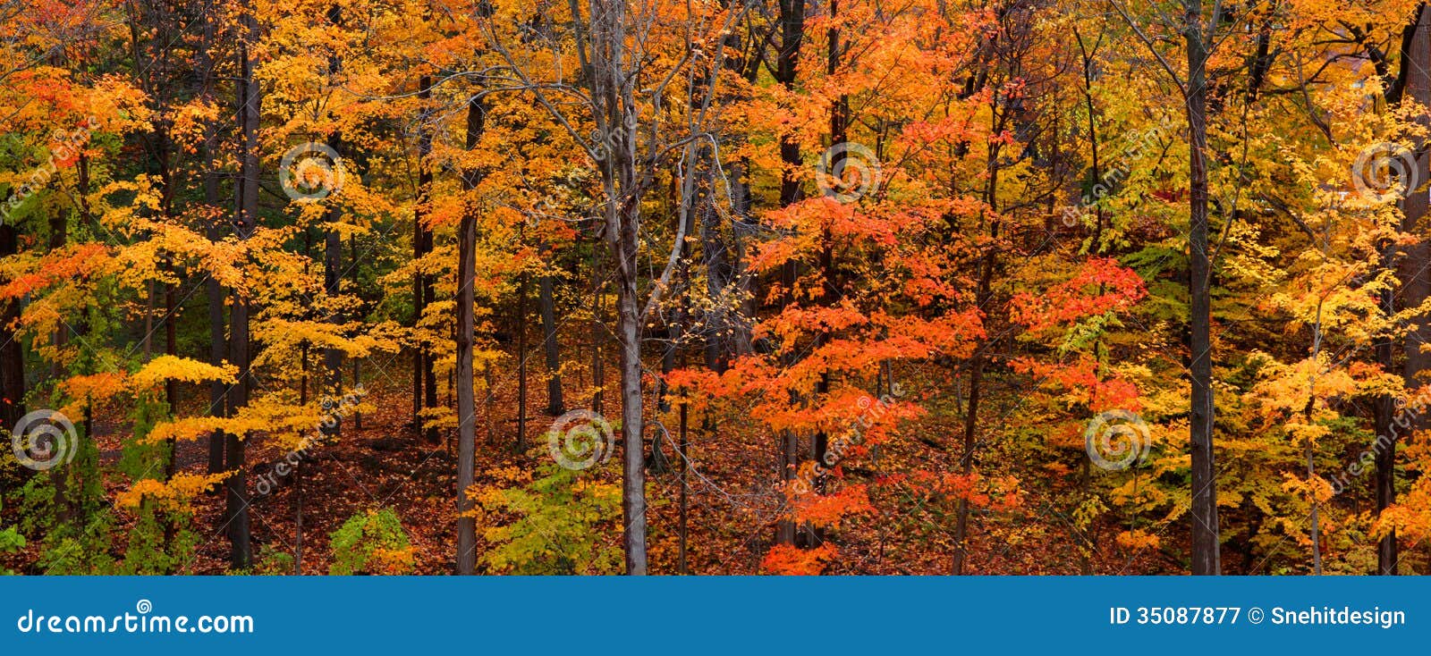 Colorful Maple trees stock image. Image of bright, michigan - 35087877