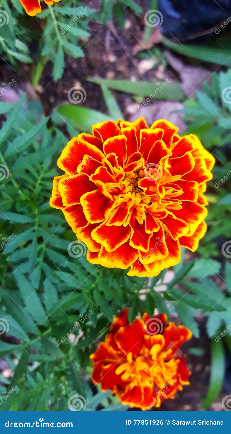 Colorful of Marigolds Flower Stock Photo - Image of mule, colorful ...