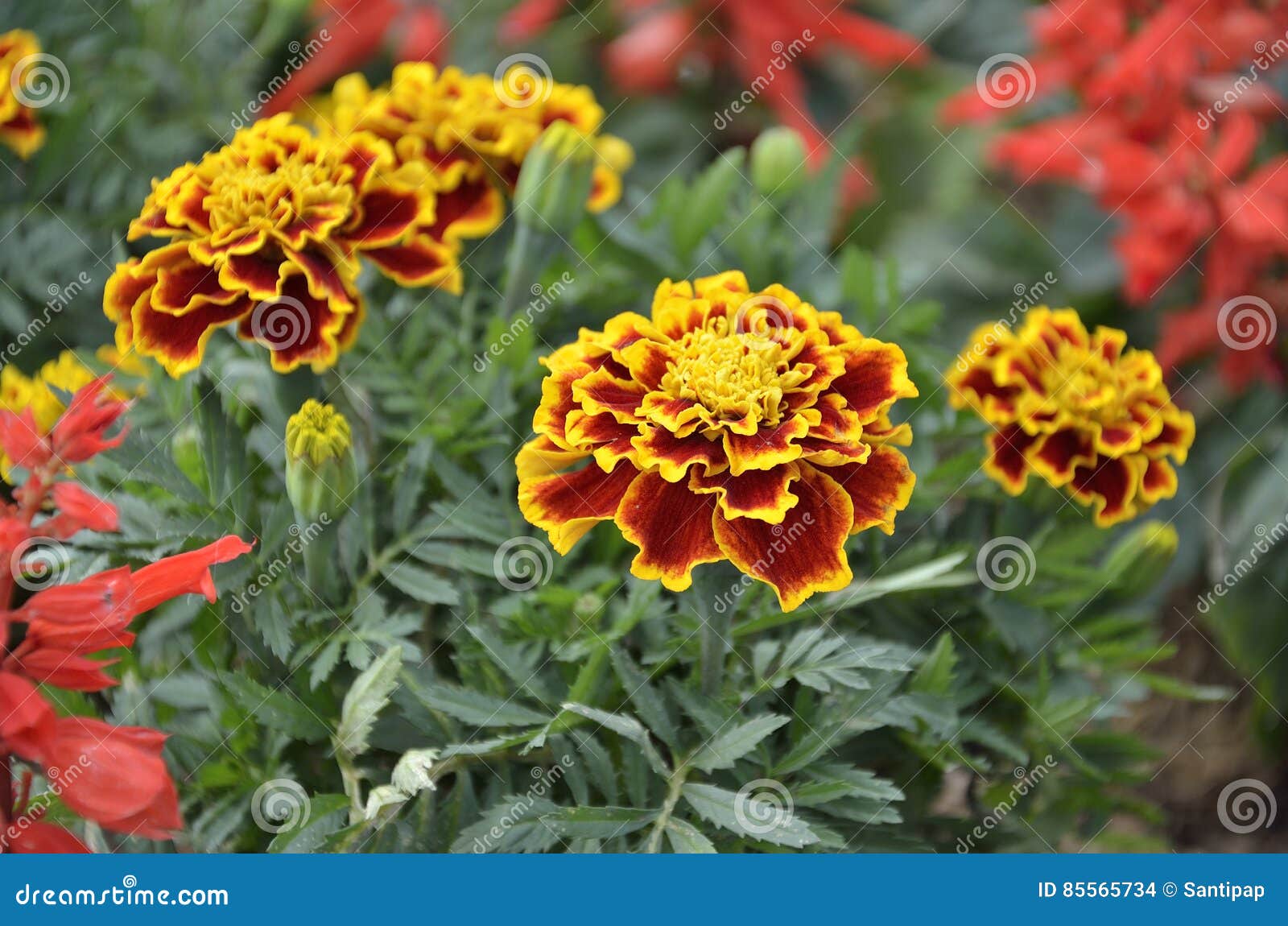 Colorful of the Marigolds Flower Stock Photo - Image of magic, flower ...