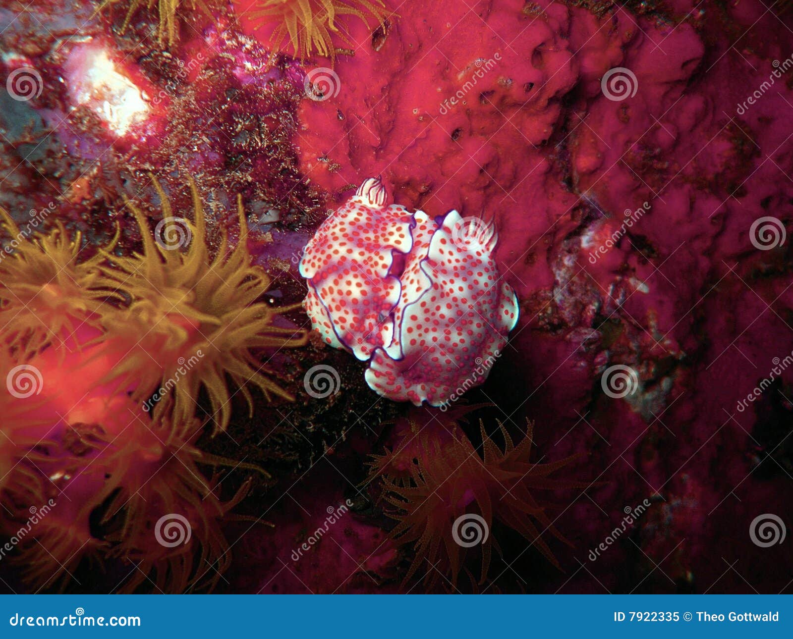 Colorful marine organisms stock image. Image of details - 7922335