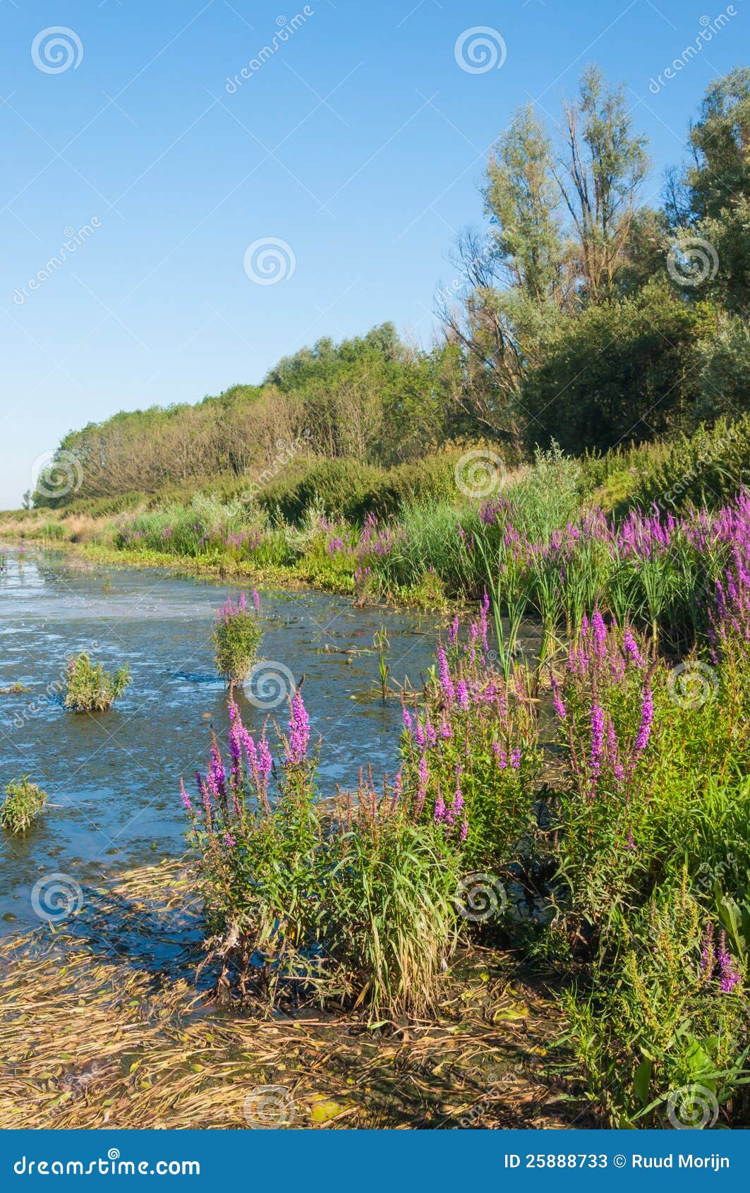 4,017 Marshy Landscape Stock Photos - Free & Royalty-Free Stock Photos ...