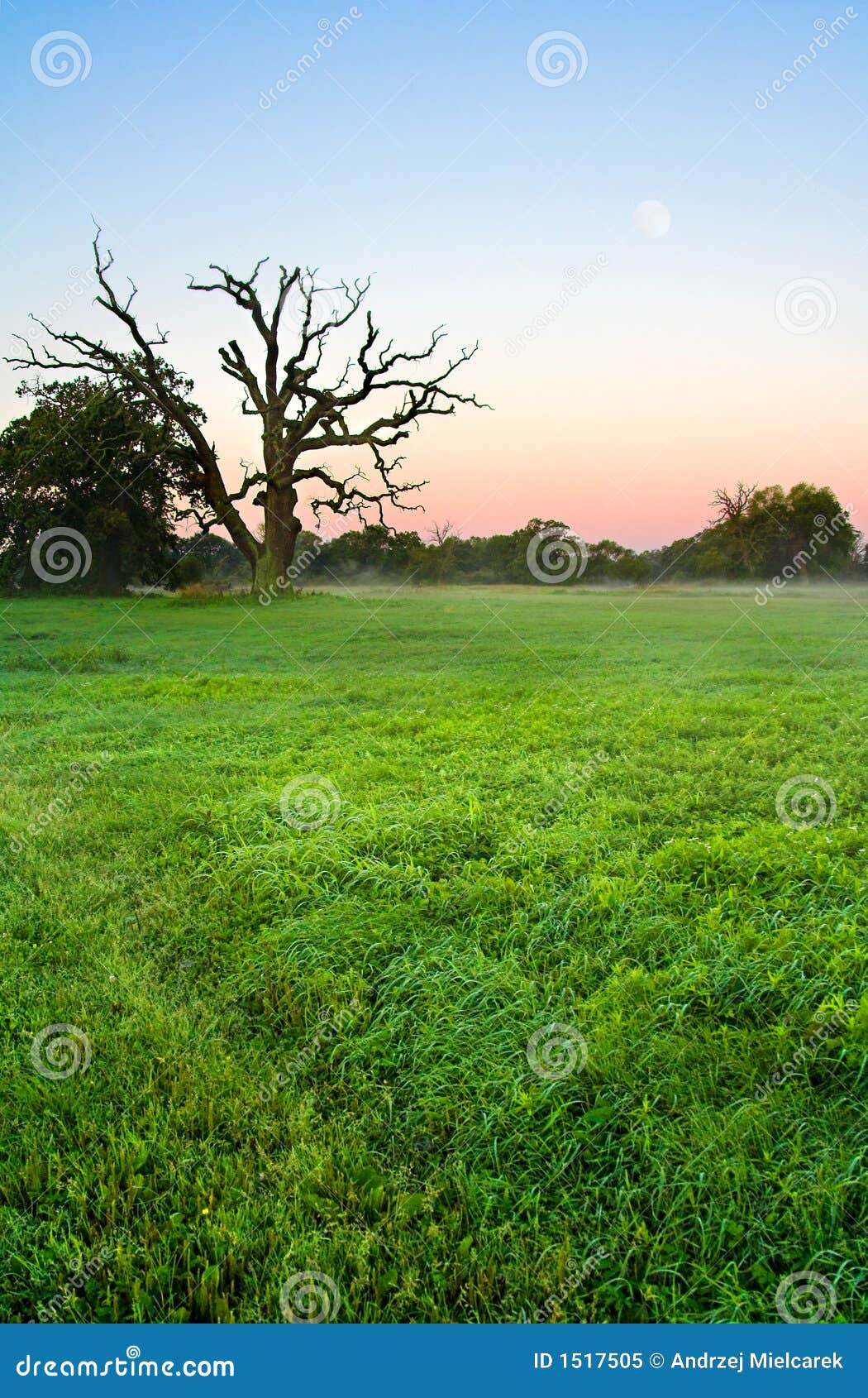 Colorful meadow stock image. Image of meadow, dawn, green - 1517505
