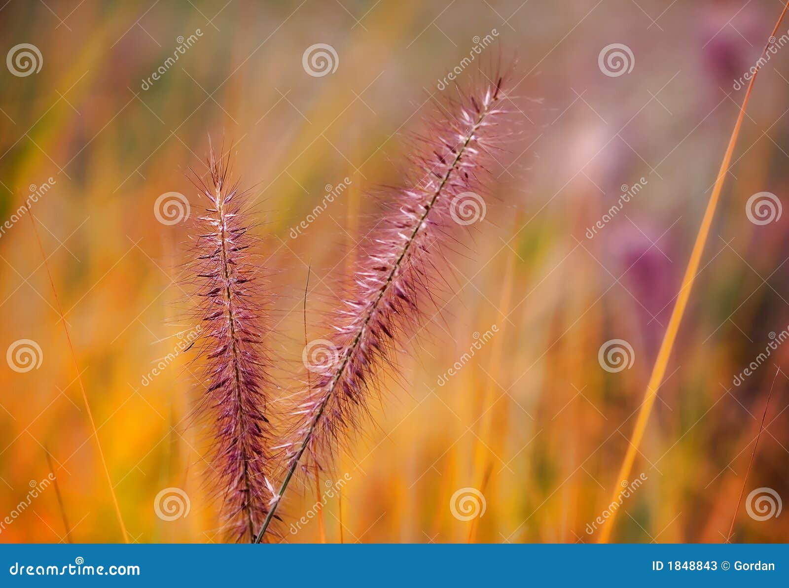 Colorful meadow stock image. Image of quiet, farm, flora - 1848843