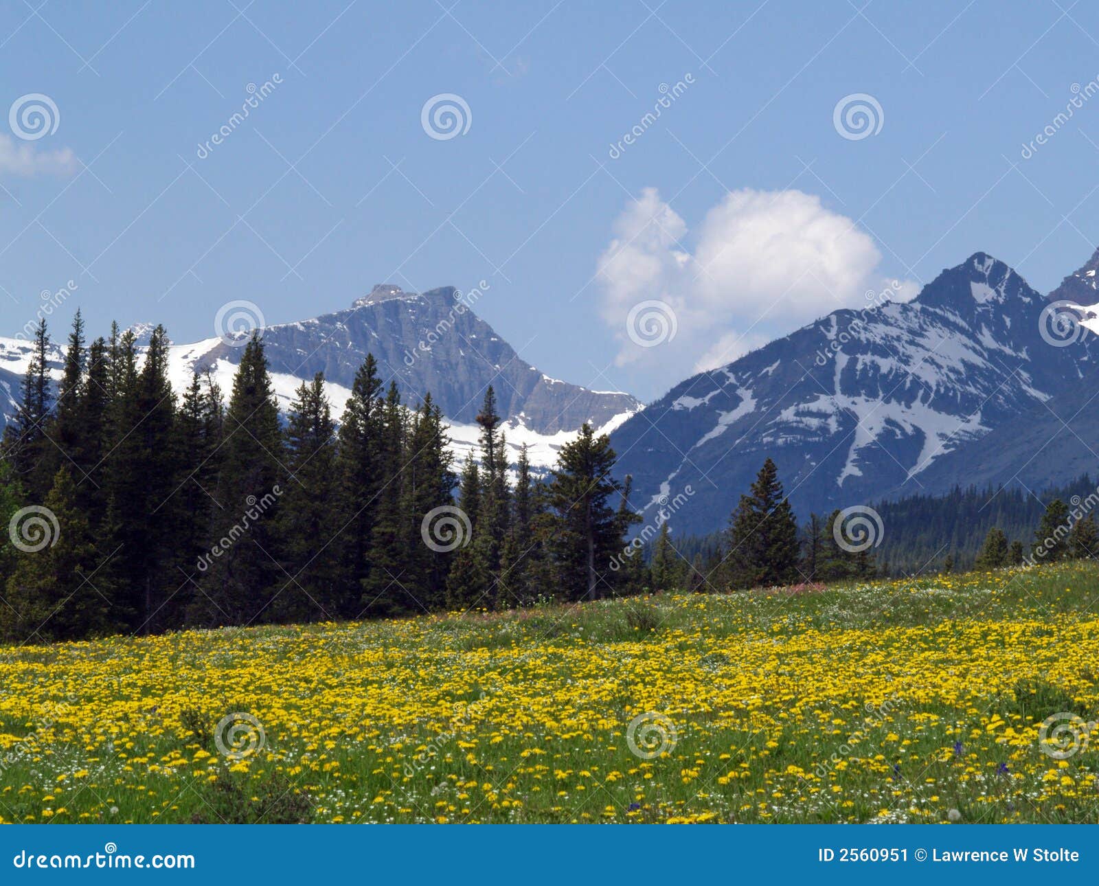 Colorful Meadow stock image. Image of vegetation, mountains - 2560951