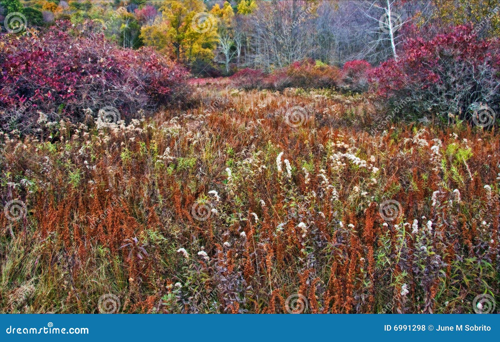 Colorful Meadow stock photo. Image of brilliance, time - 6991298