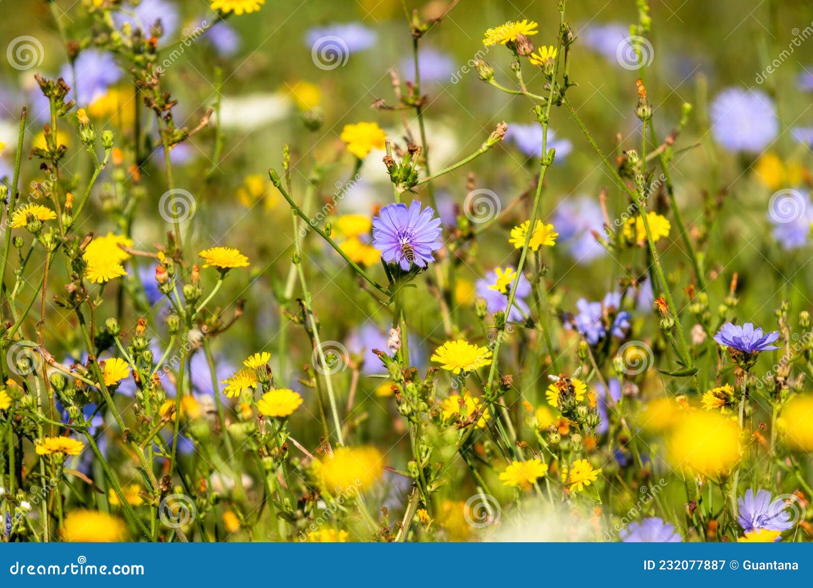 Colorful meadow stock image. Image of natural, daisy - 232077887