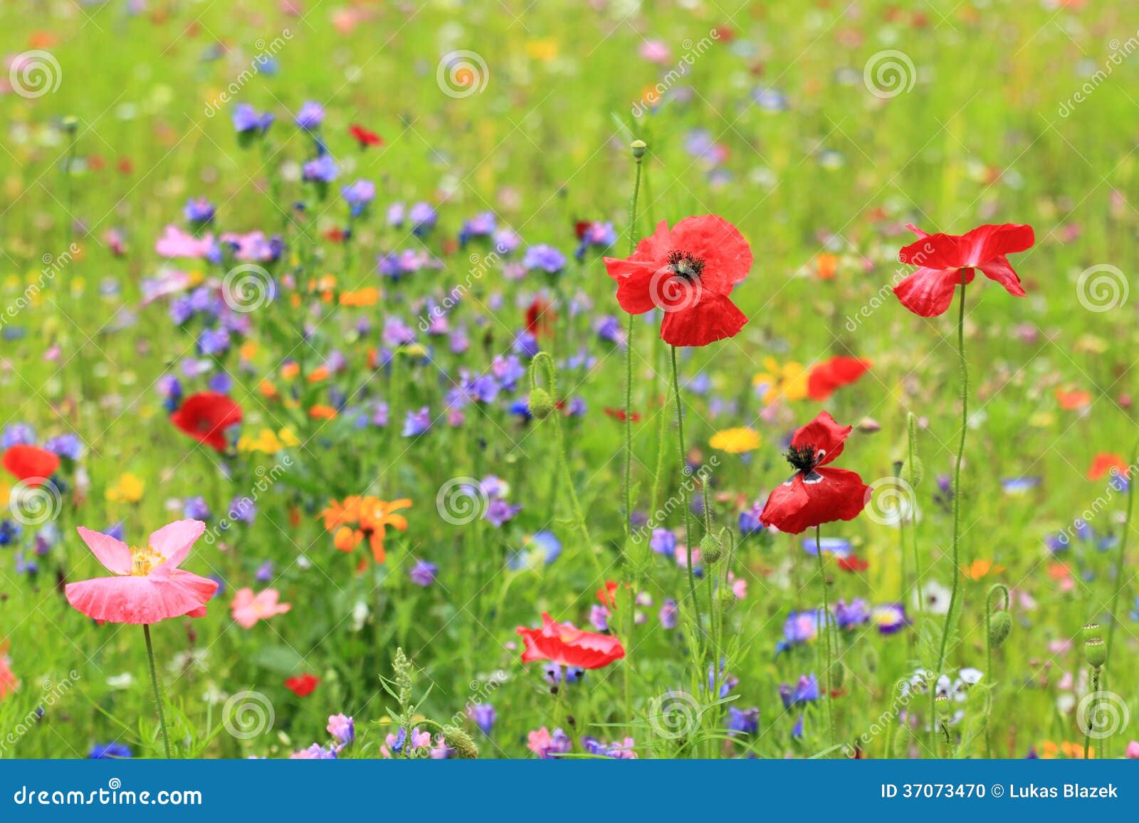 Colorful meadow stock photo. Image of spring, meadow - 37073470