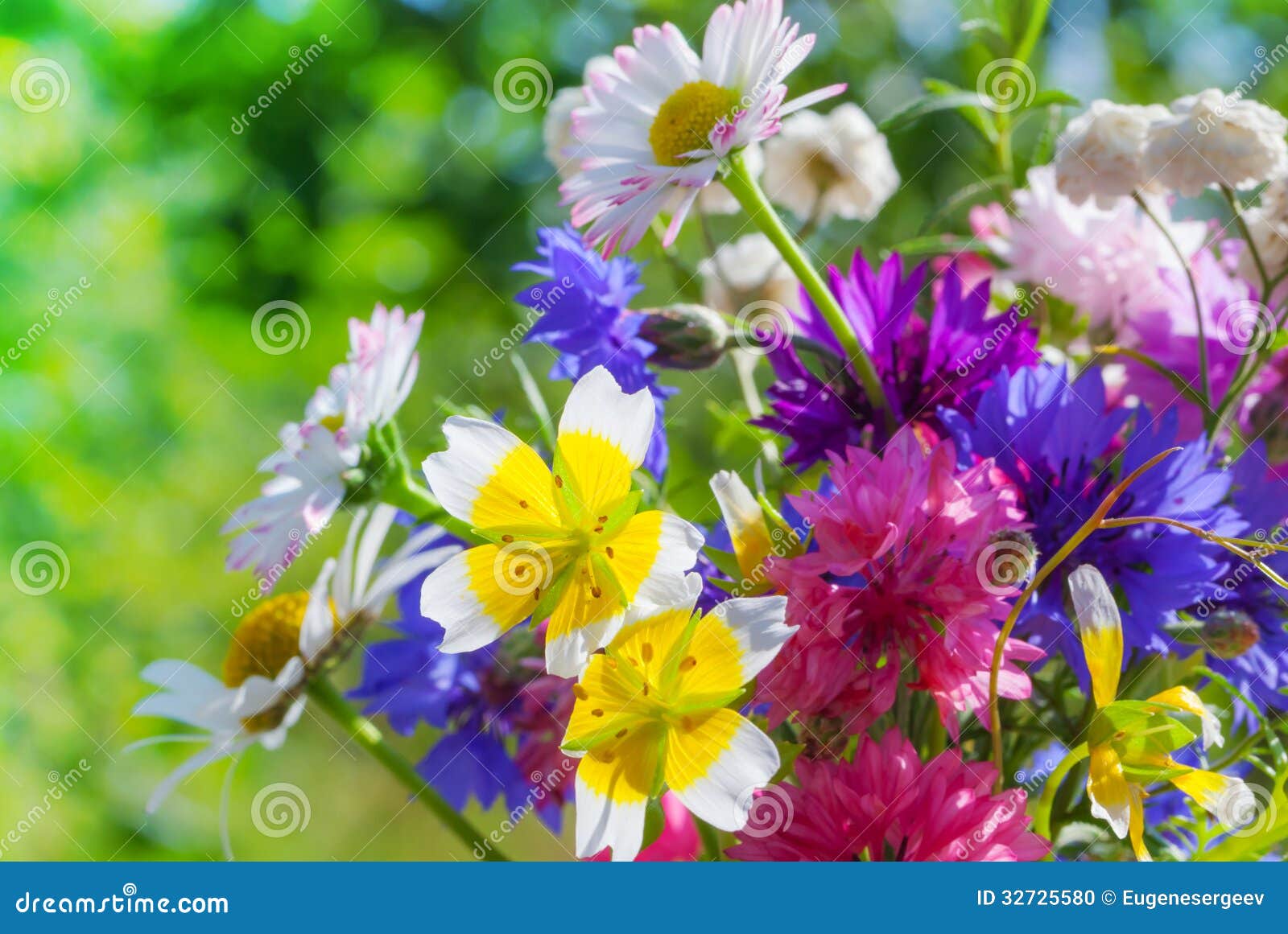 Colorful meadow flowers stock photo. Image of light, macro - 32725580