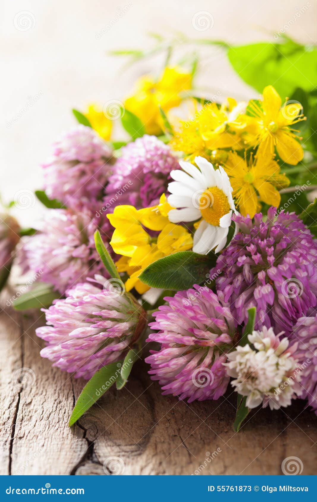 Colorful Medical Flowers and Herbs Stock Image - Image of healthy ...