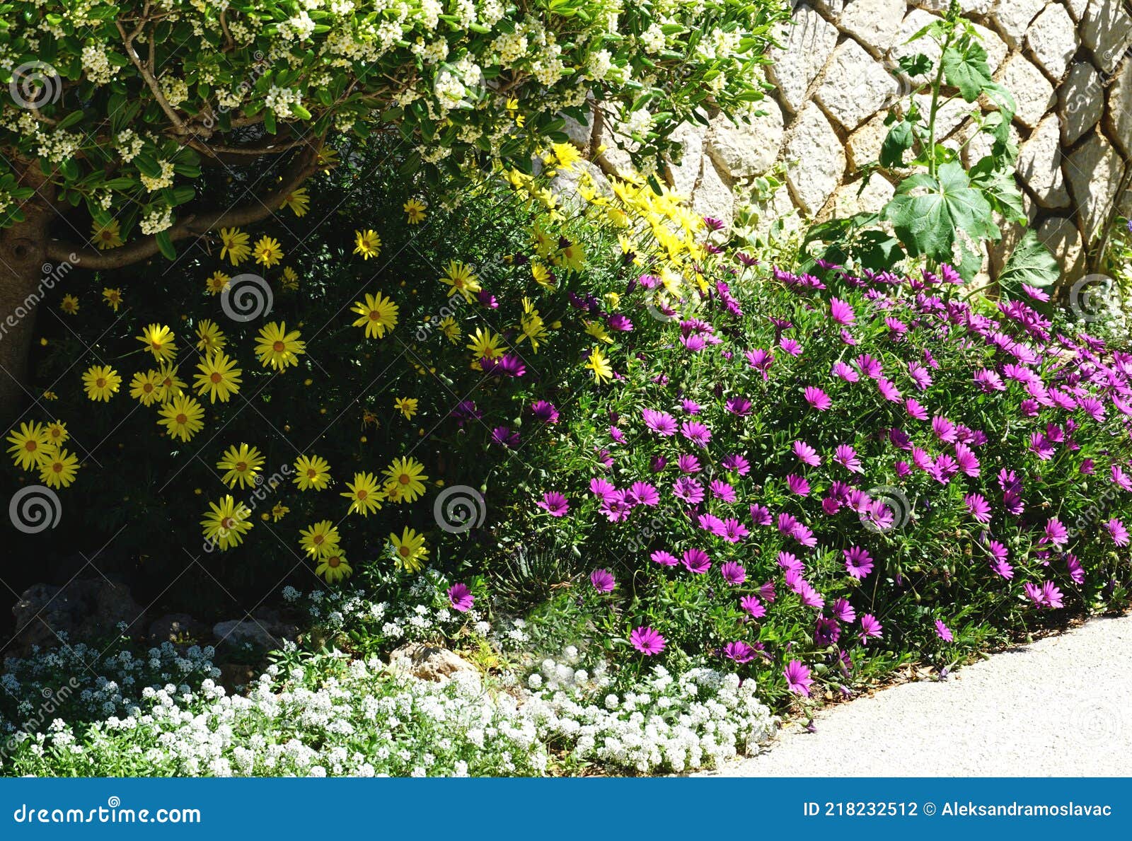 Colorful Mediterranean Decorative Flowering Spring Plants in Front of ...