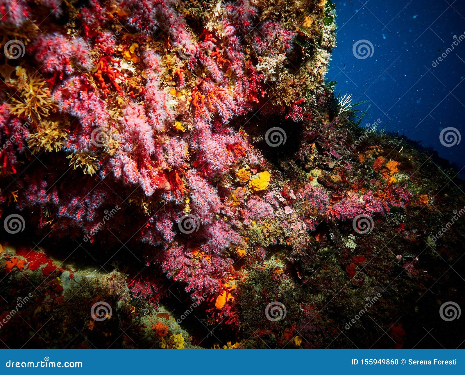 Colorful Mediterranean Seascape Stock Photo - Image of fauna, fish ...