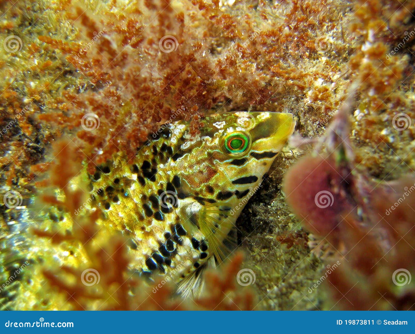 Colorful Mediterranean Wrasse Fish Stock Image - Image of snorkeling ...