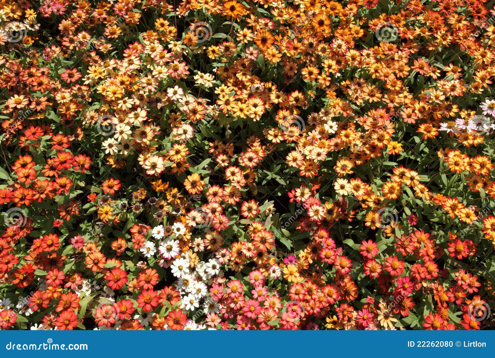 The Colorful of Mexican Zinnia Stock Photo - Image of white, floral ...