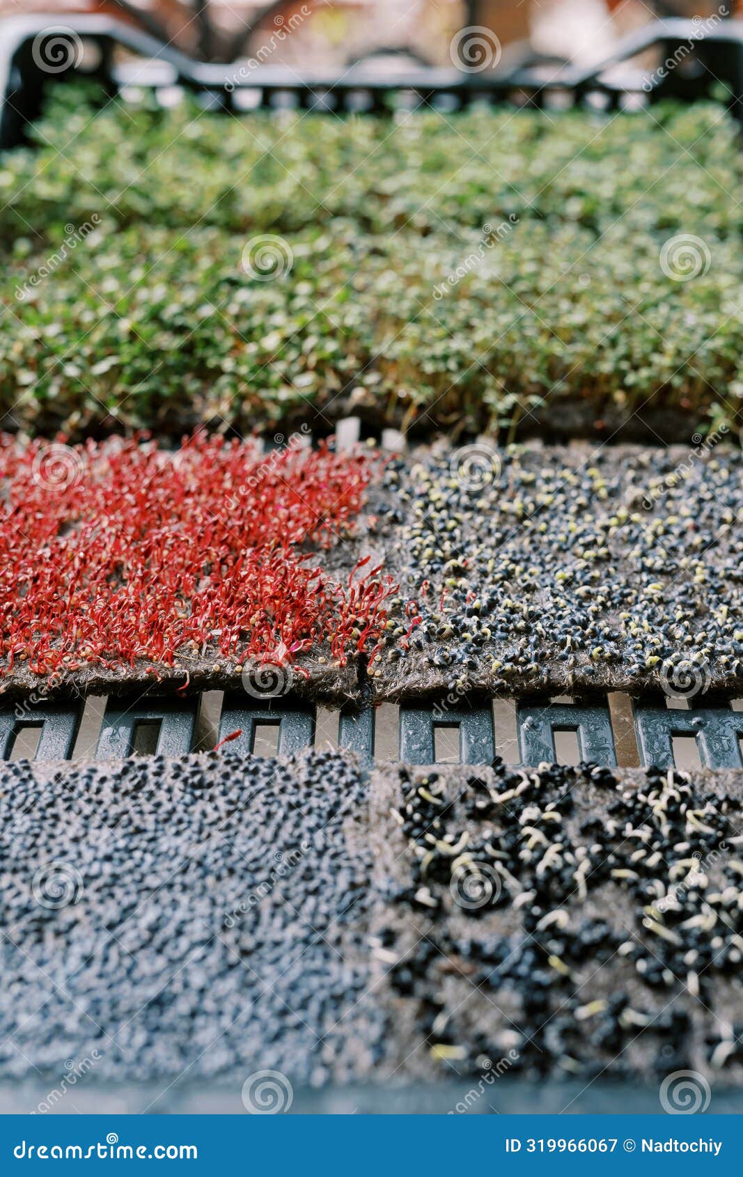 Colorful Microgreens Growing in a Container on the Table Stock Image ...