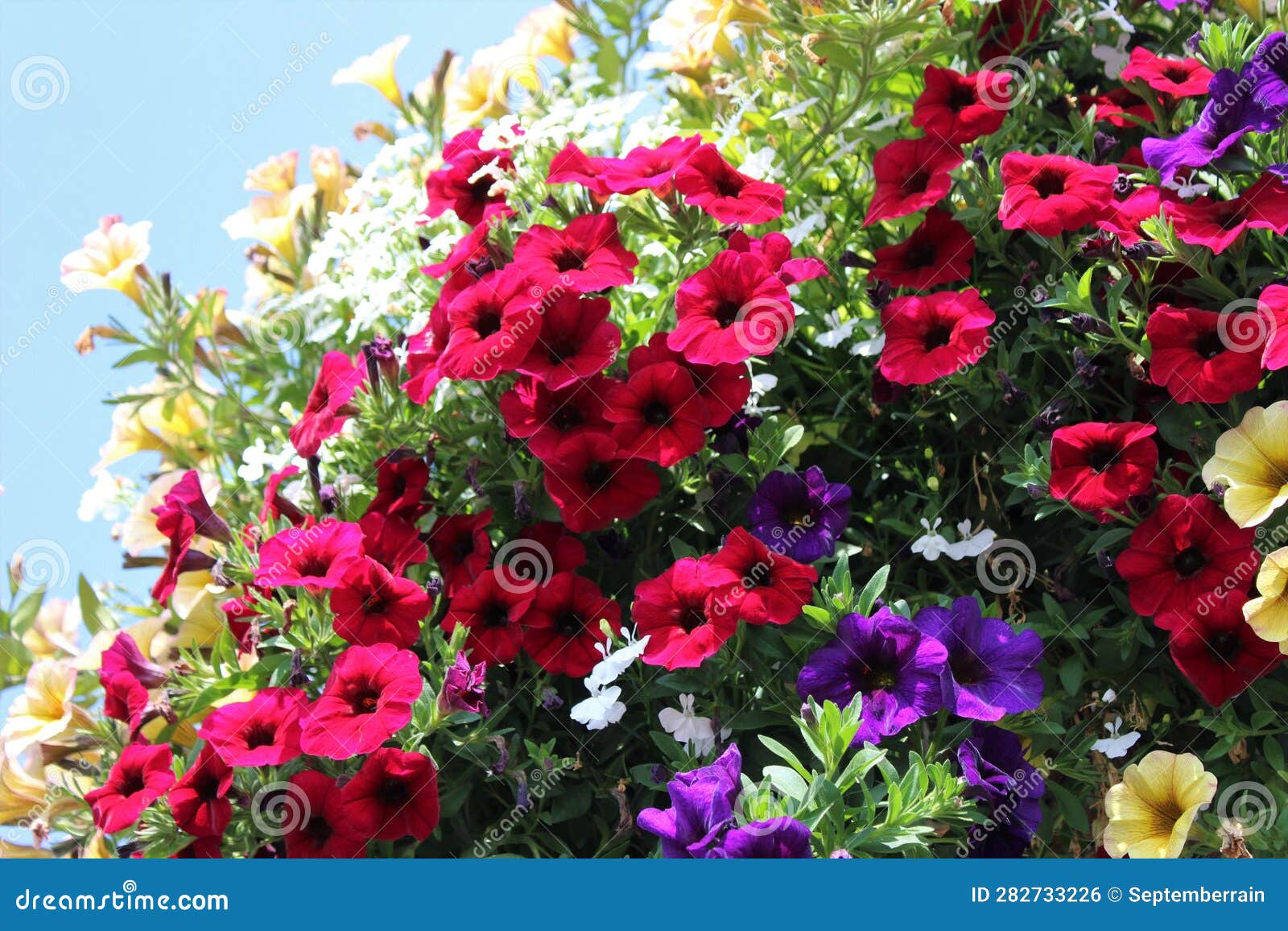 Colorful Million Bells Bloom in a Hanging Basket Stock Photo - Image of ...