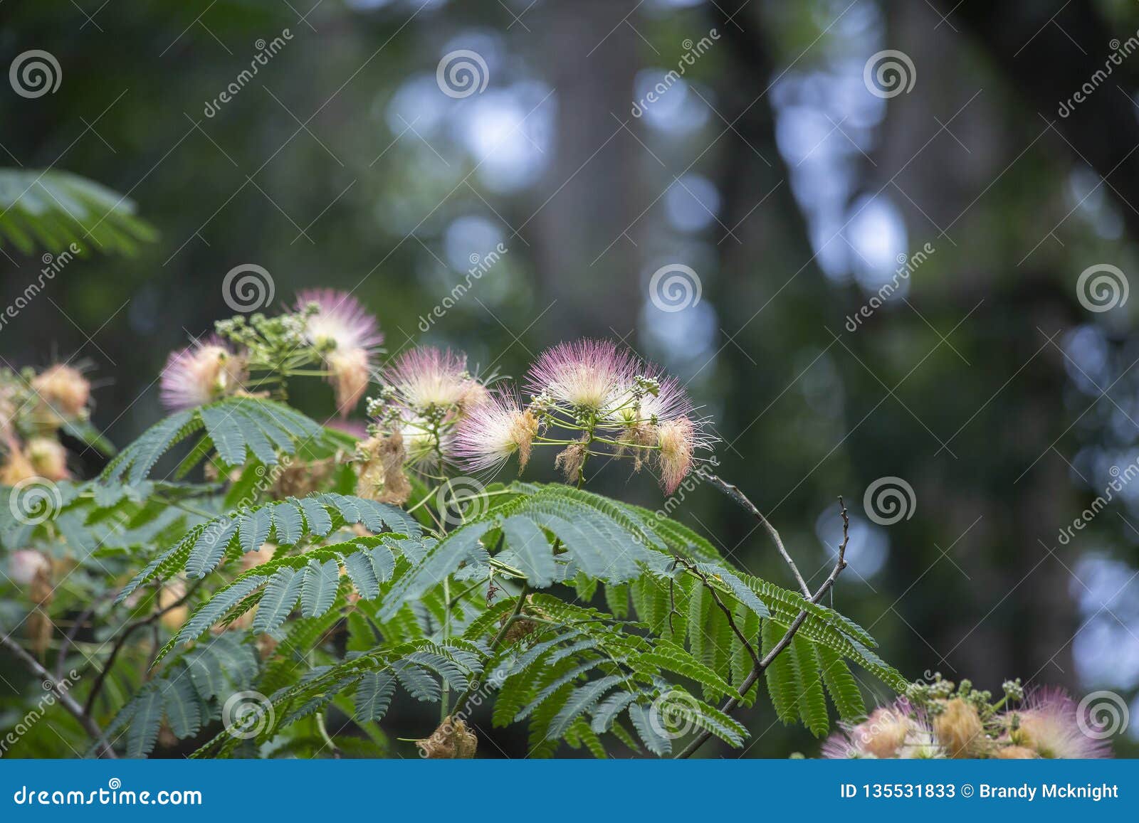 Mimosa Tree in Bloom stock image. Image of green, alive - 135531833