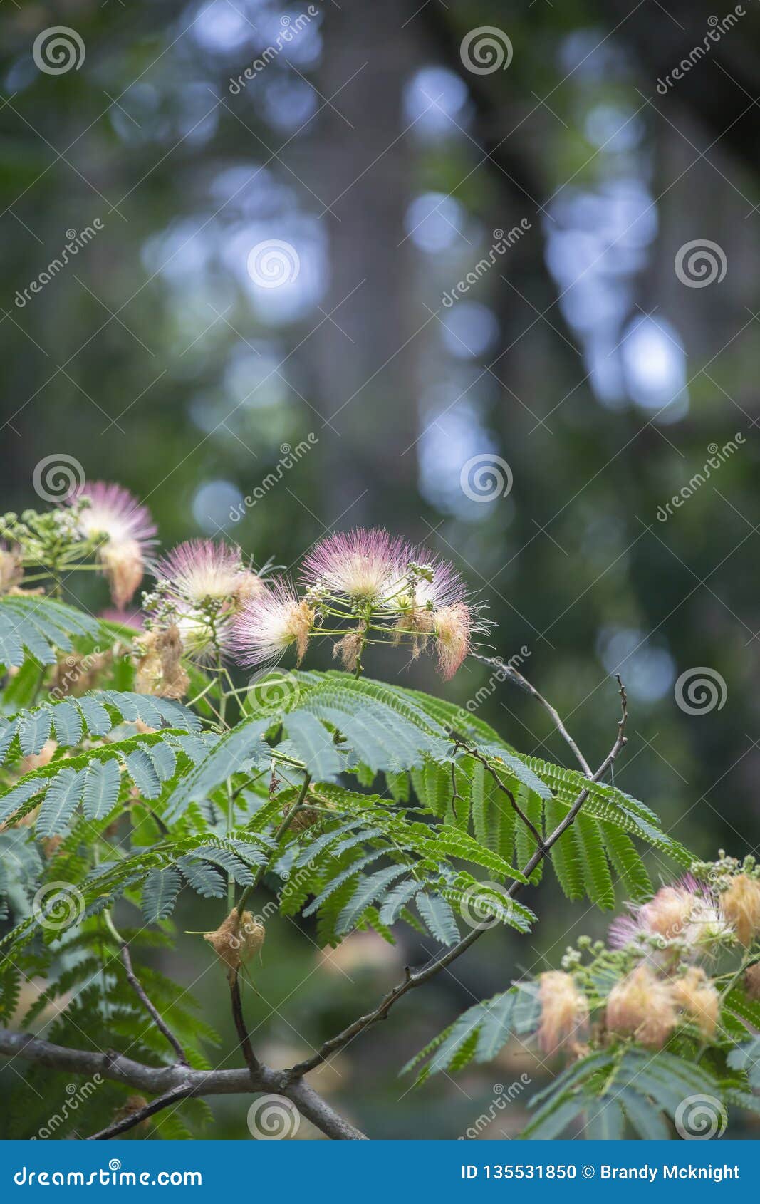 Mimosa Tree in Bloom stock photo. Image of exotic, botany - 135531850