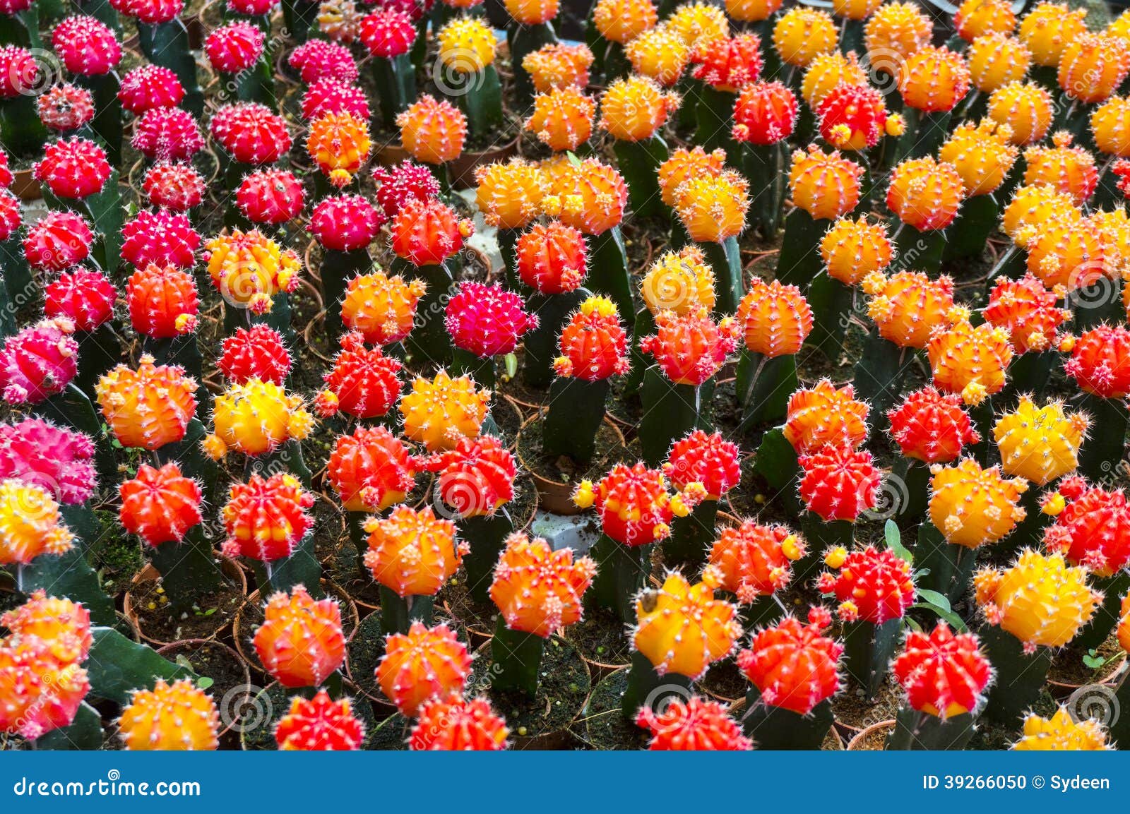 Colorful mini cactus stock photo. Image of texture, tropical - 39266050