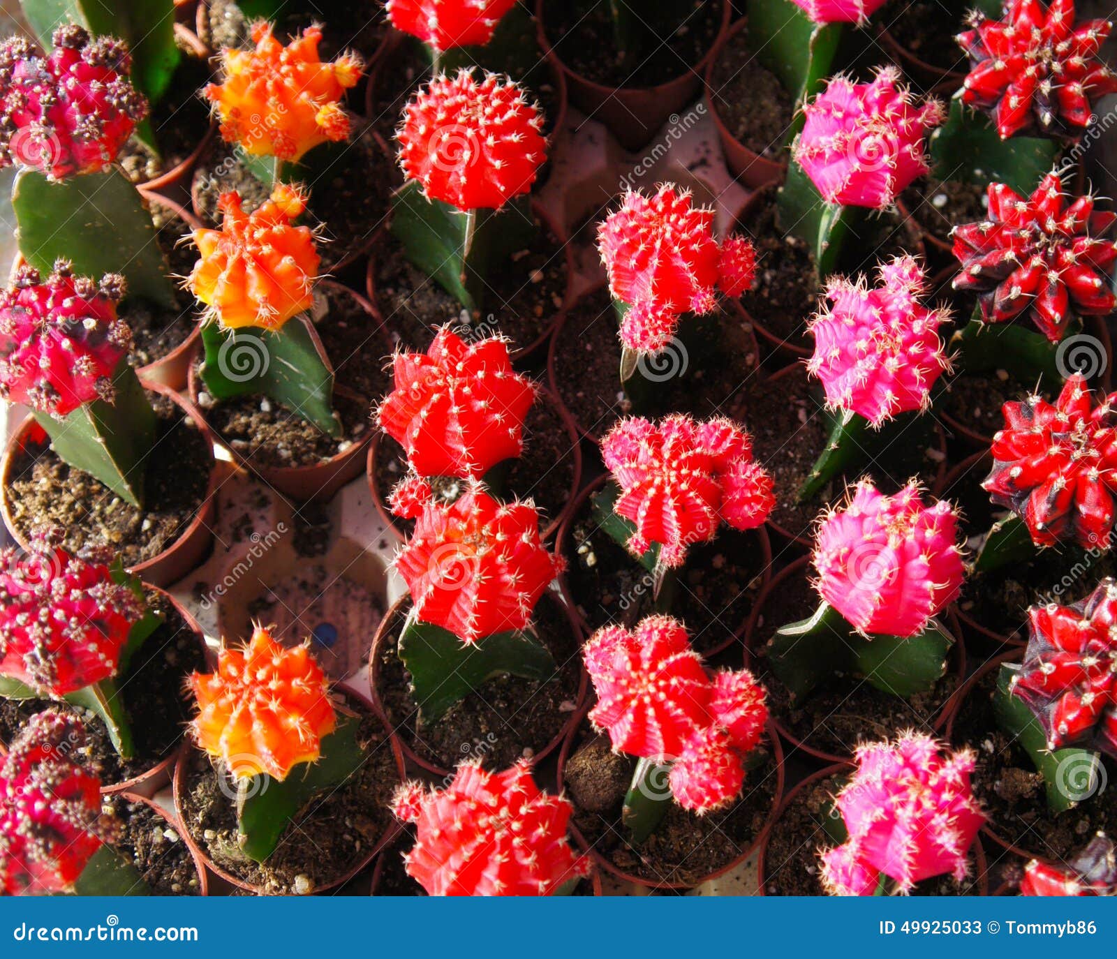 Mini Cactus Stock Photography | CartoonDealer.com #20362748