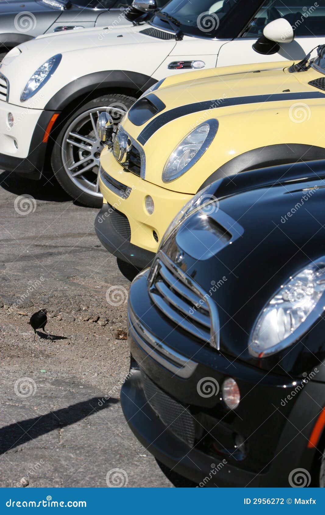 Colorful Mini Cooper Cars stock photo. Image of mirror - 2956272