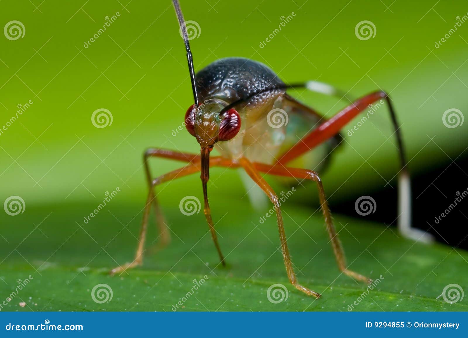 Colorful mirid bug stock image. Image of wildlife, macro - 9294855