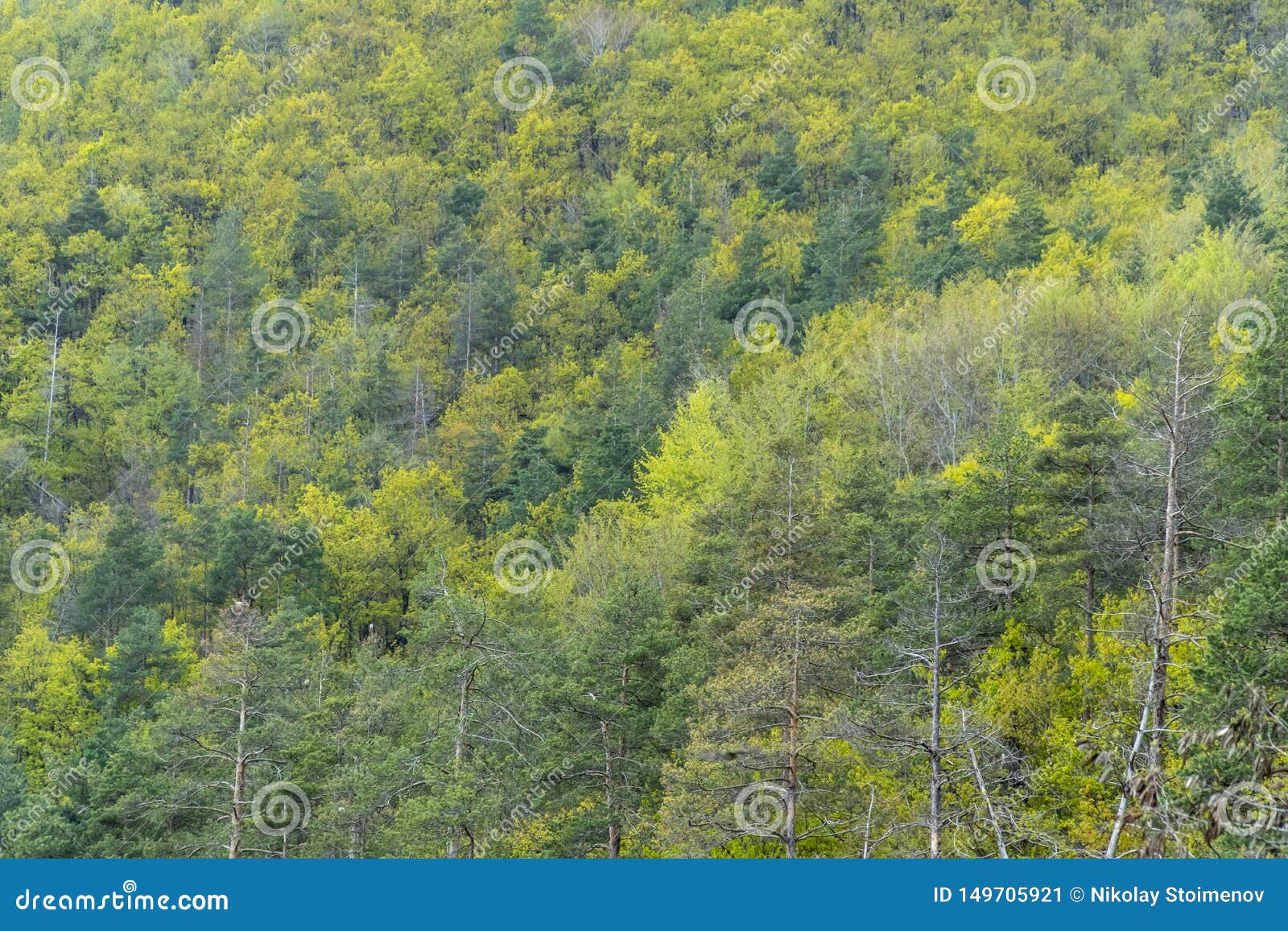 Colorful Mixed Forest Background Stock Image - Image of leaf, nature ...