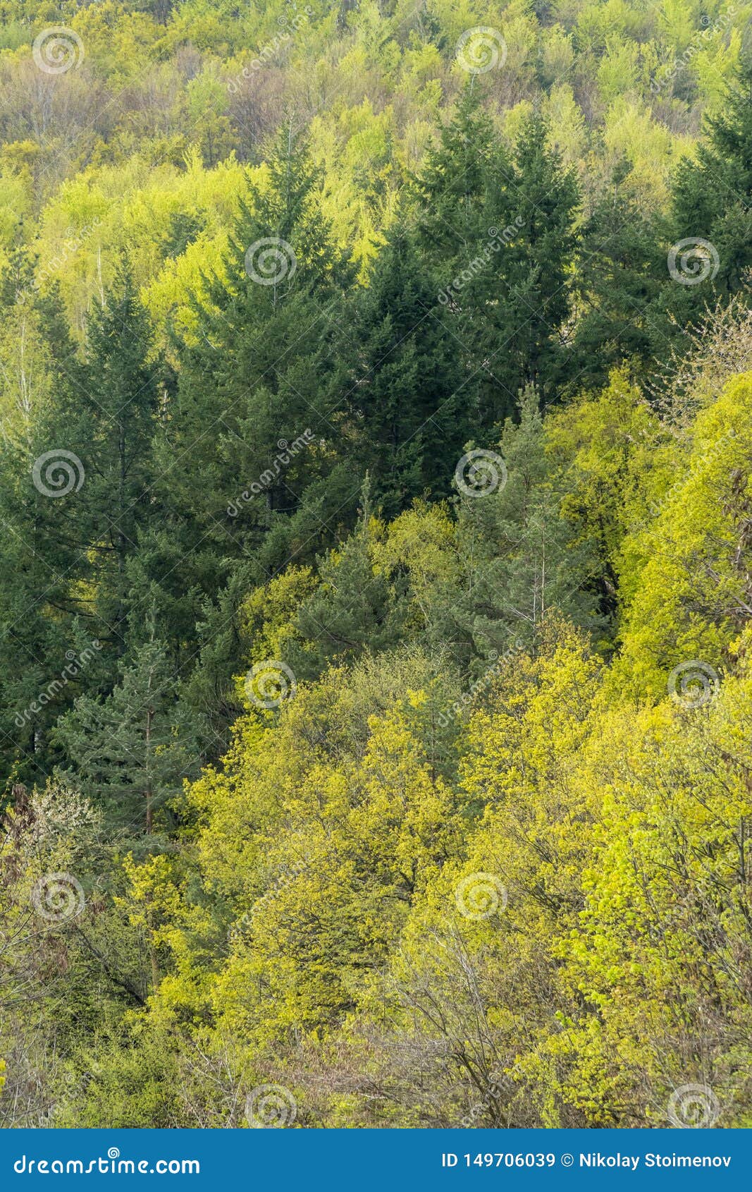 Colorful Mixed Forest Background Stock Image - Image of scenery, light ...