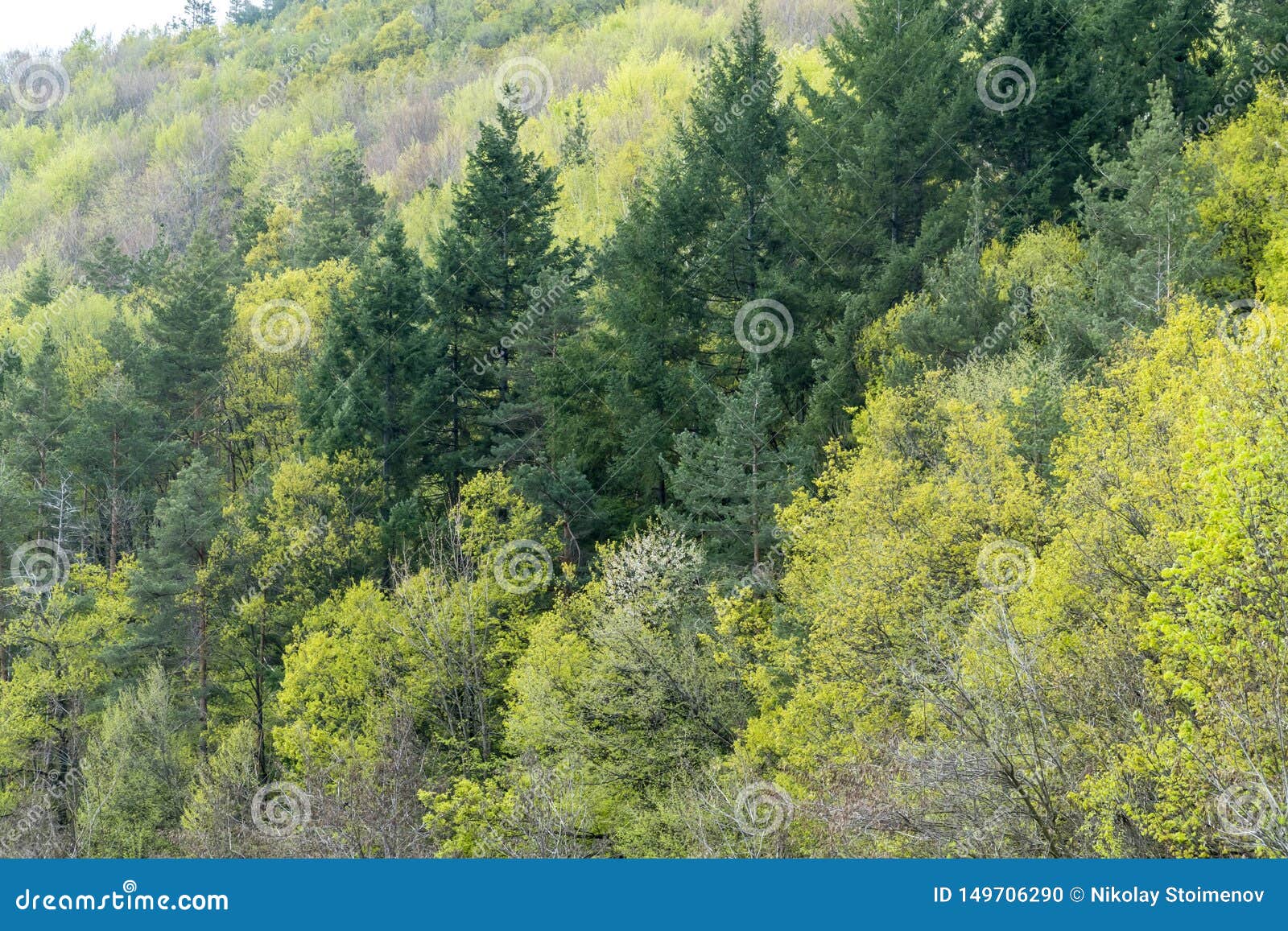 Colorful Mixed Forest Background Stock Photo - Image of scenic, plant ...