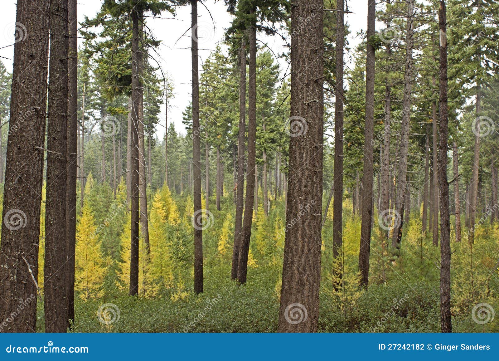 Colorful Mixed Pine Tree Forest Stock Photo - Image of nature, pine ...