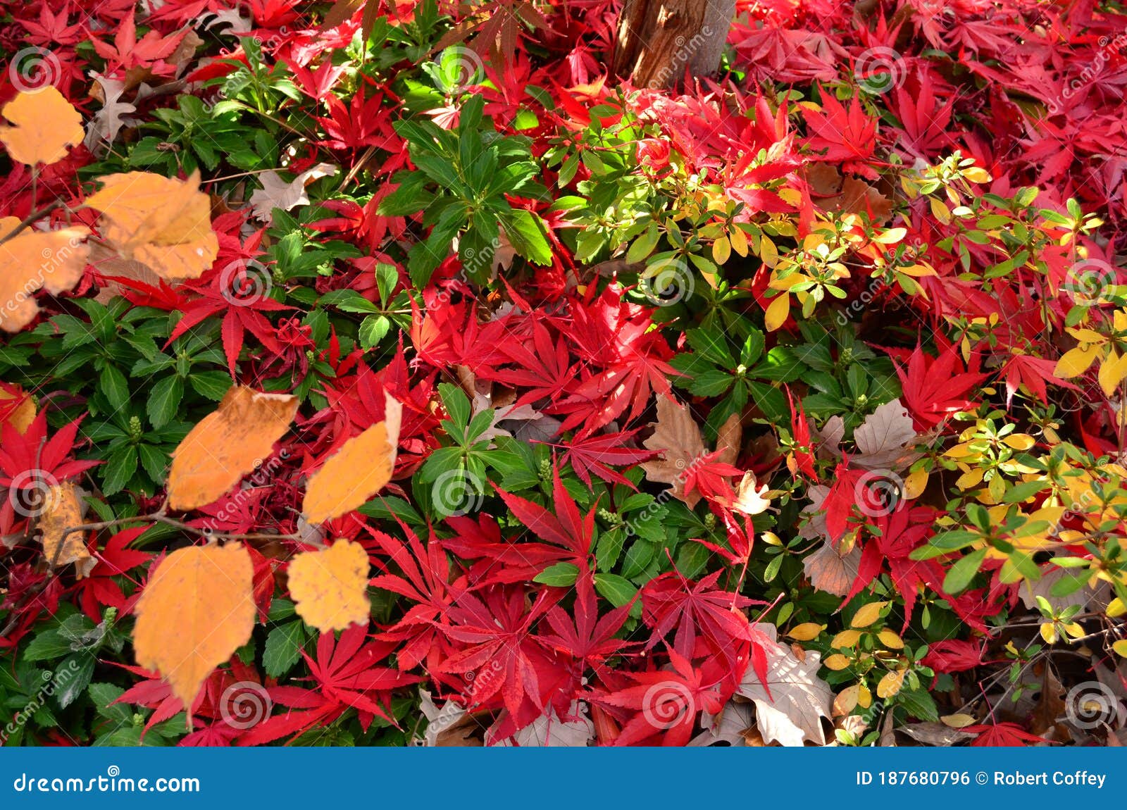 Colorful Mixture of Leaves in the Fall Stock Photo - Image of beautiful ...