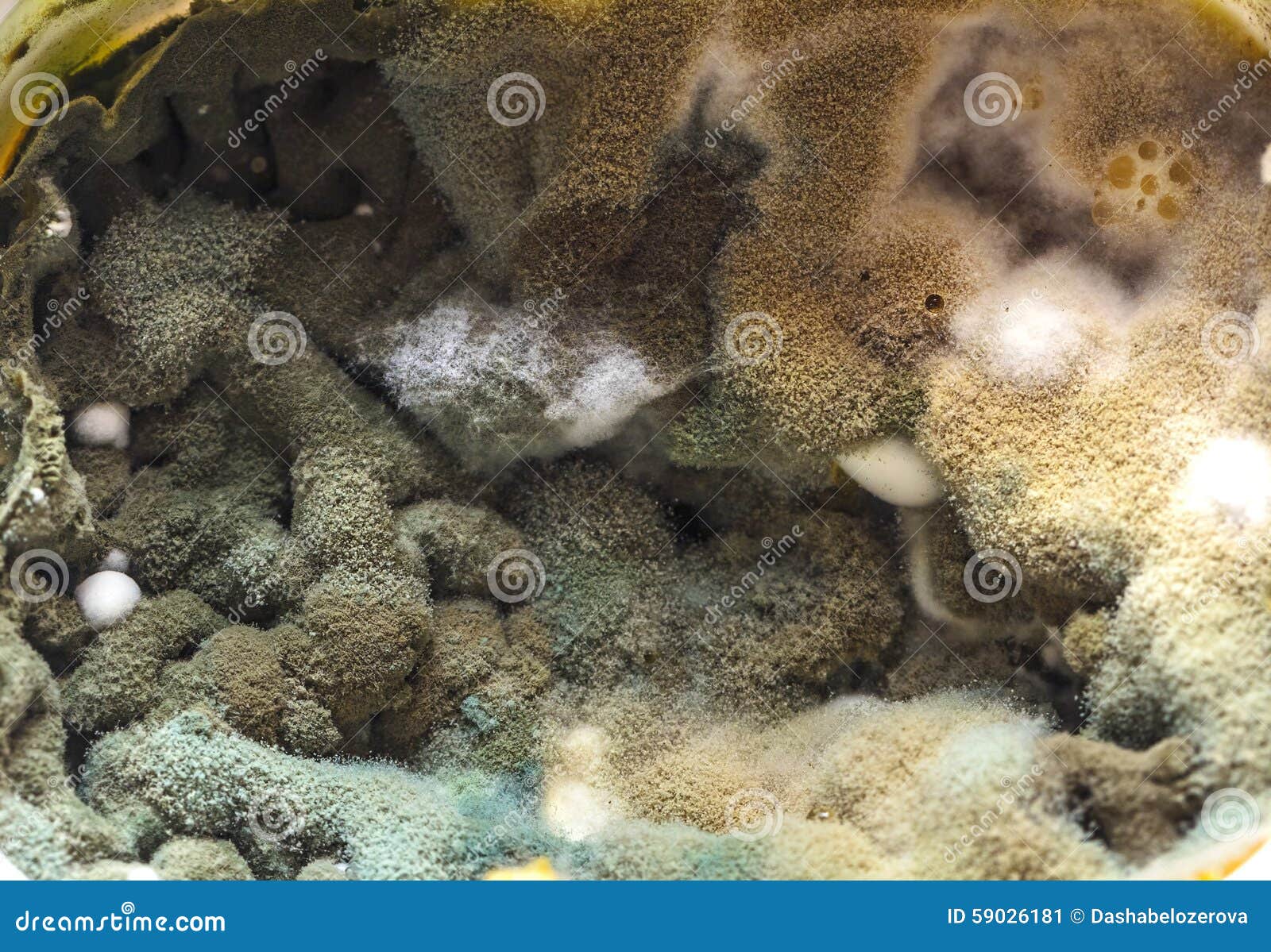 Colorful mold stock image. Image of spore, food, contrasts - 59026181