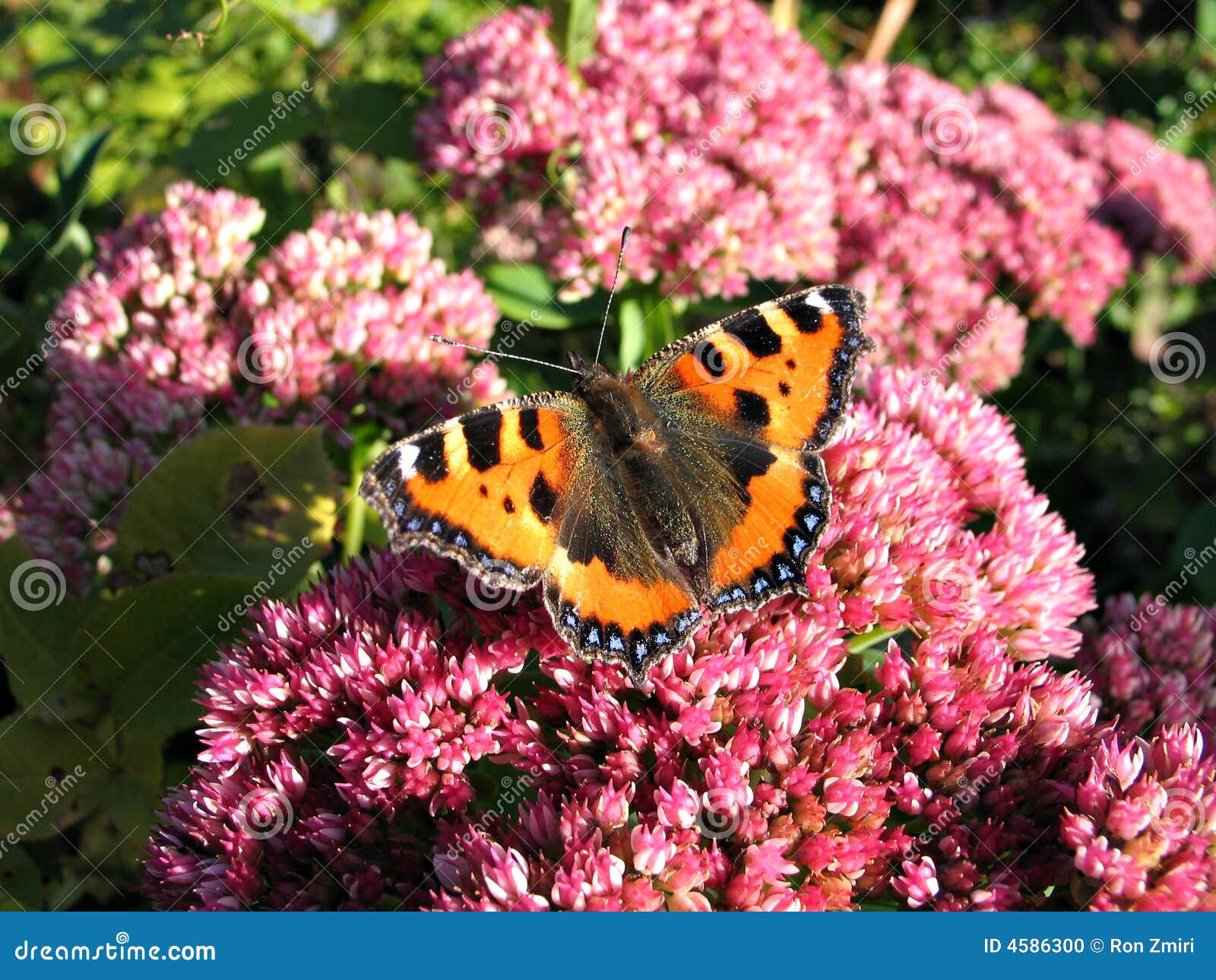 Colorful Monarch butterfly stock photo. Image of freedom - 4586300
