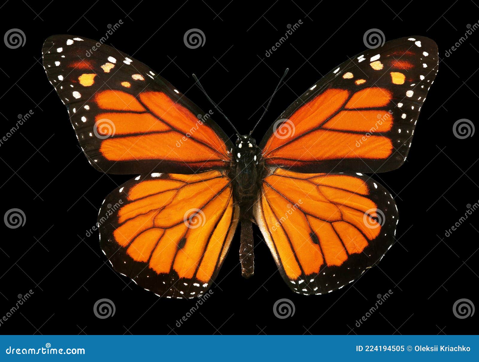 Colorful Monarch Butterfly Isolated Stock Image - Image of bright ...